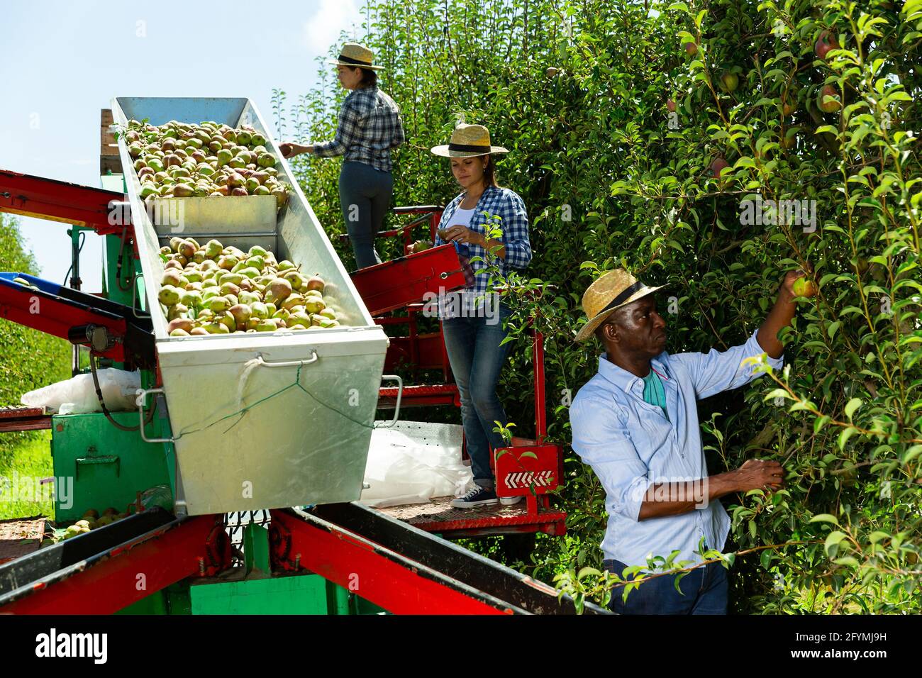International group of people gathering in crops of ripe pears, using ...