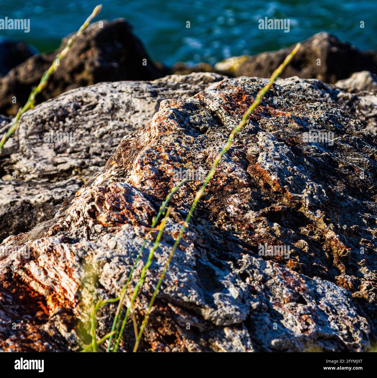 Seaside ecosystem hi-res stock photography and images - Alamy