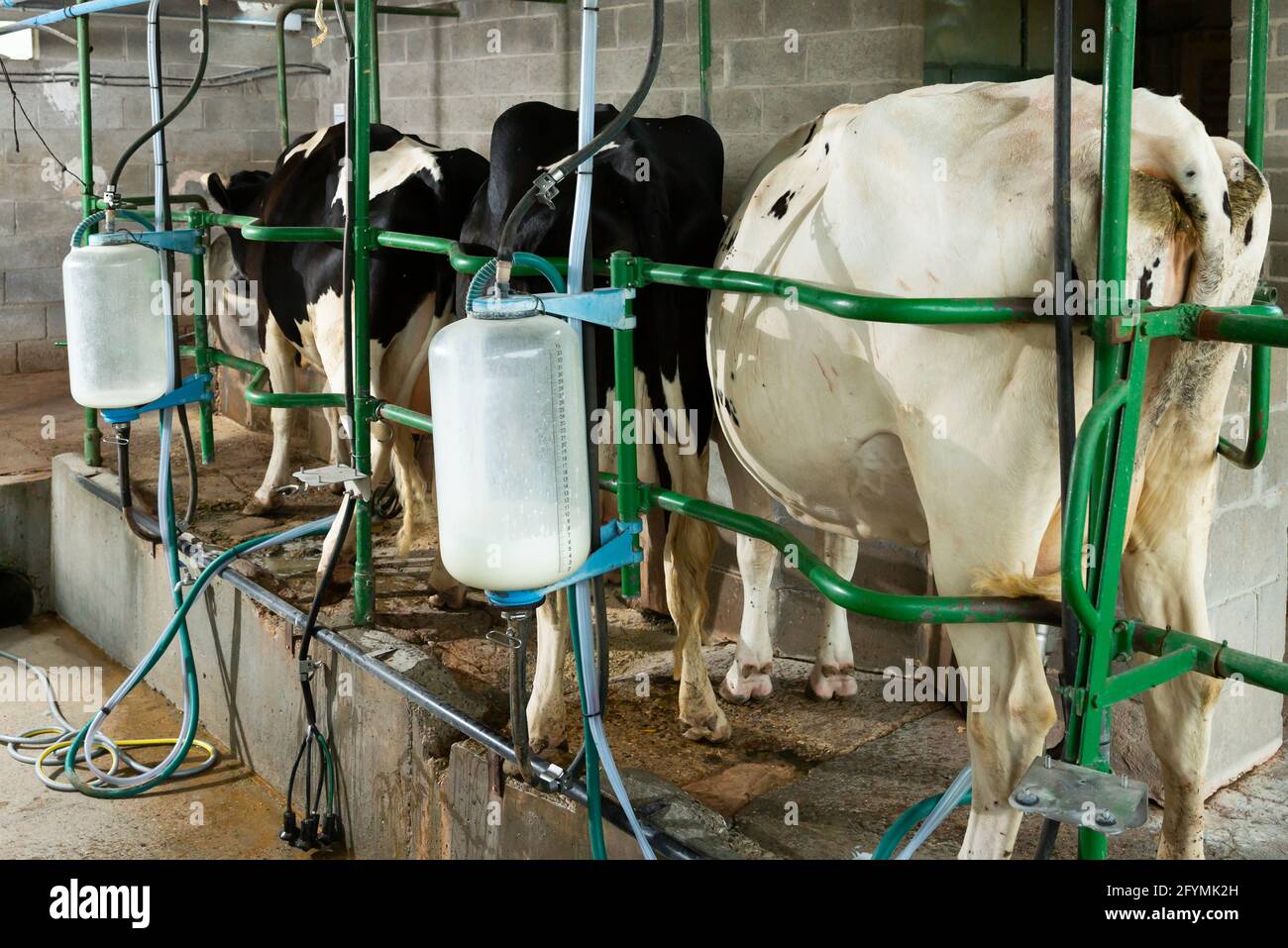 Process of machine milking of cows on farm. Back view of cows with ...