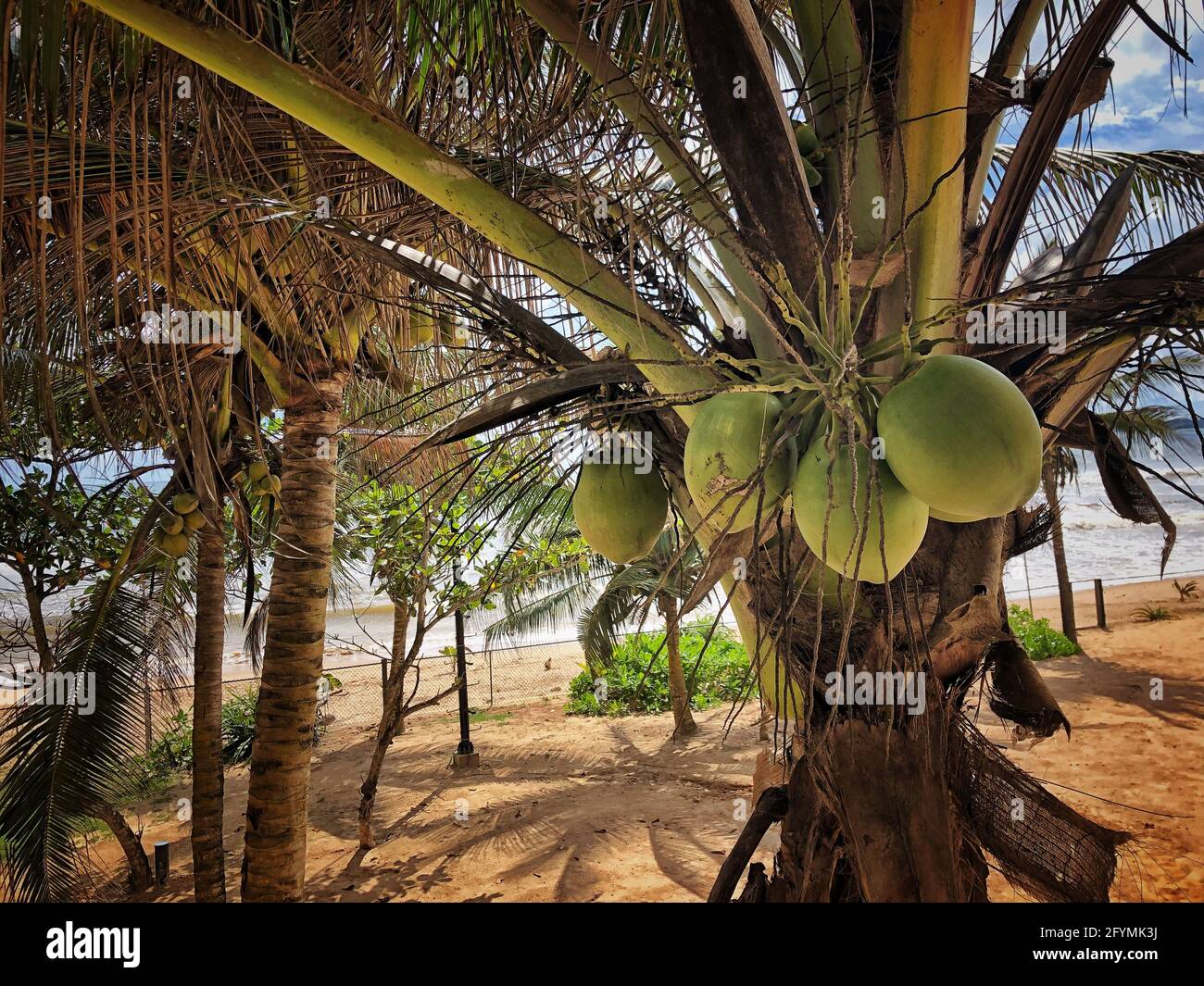 closeup of coconuts on the tree Stock Photo - Alamy