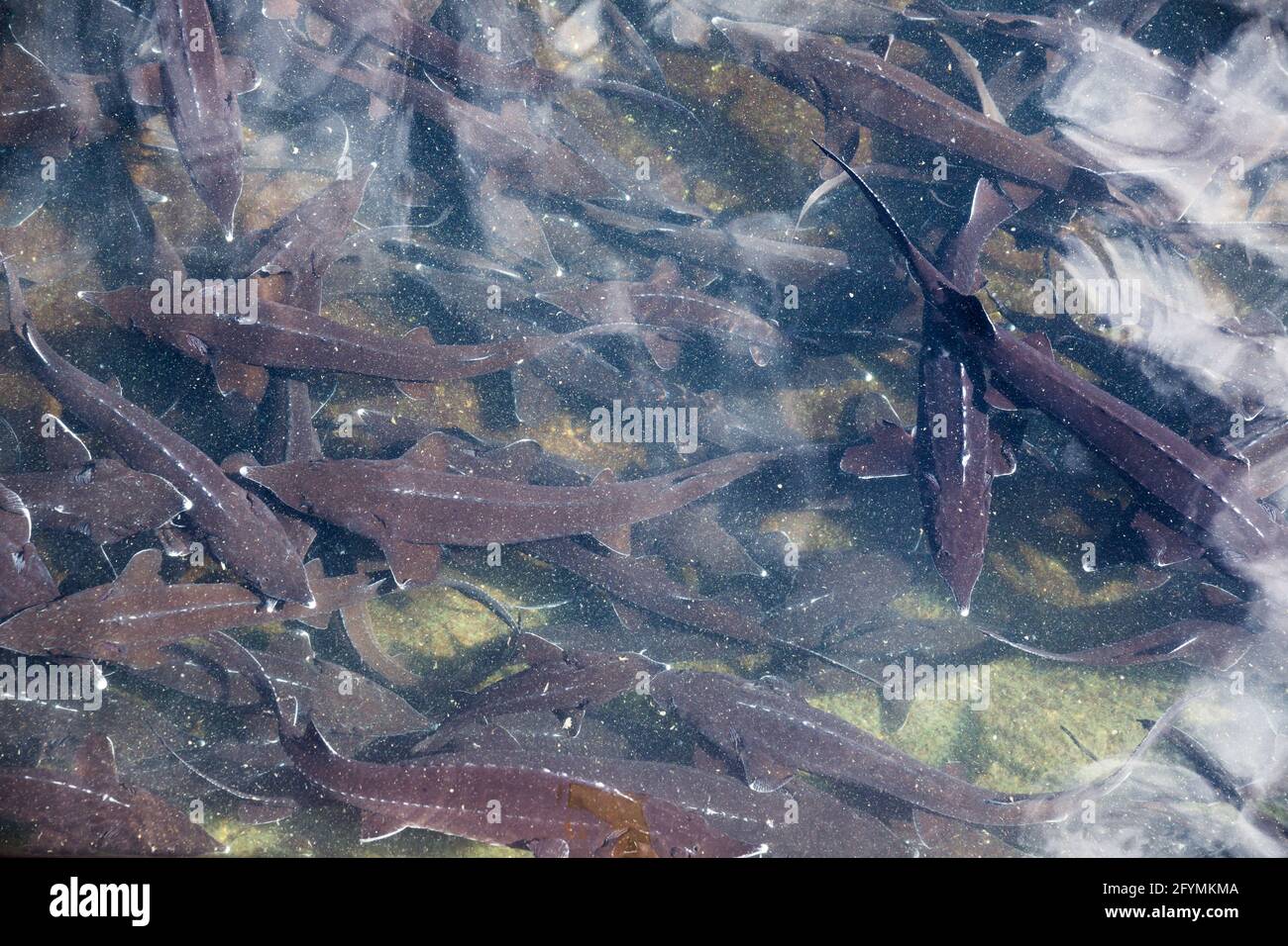 Sturgeon fish in aquarium tank hi-res stock photography and images - Alamy