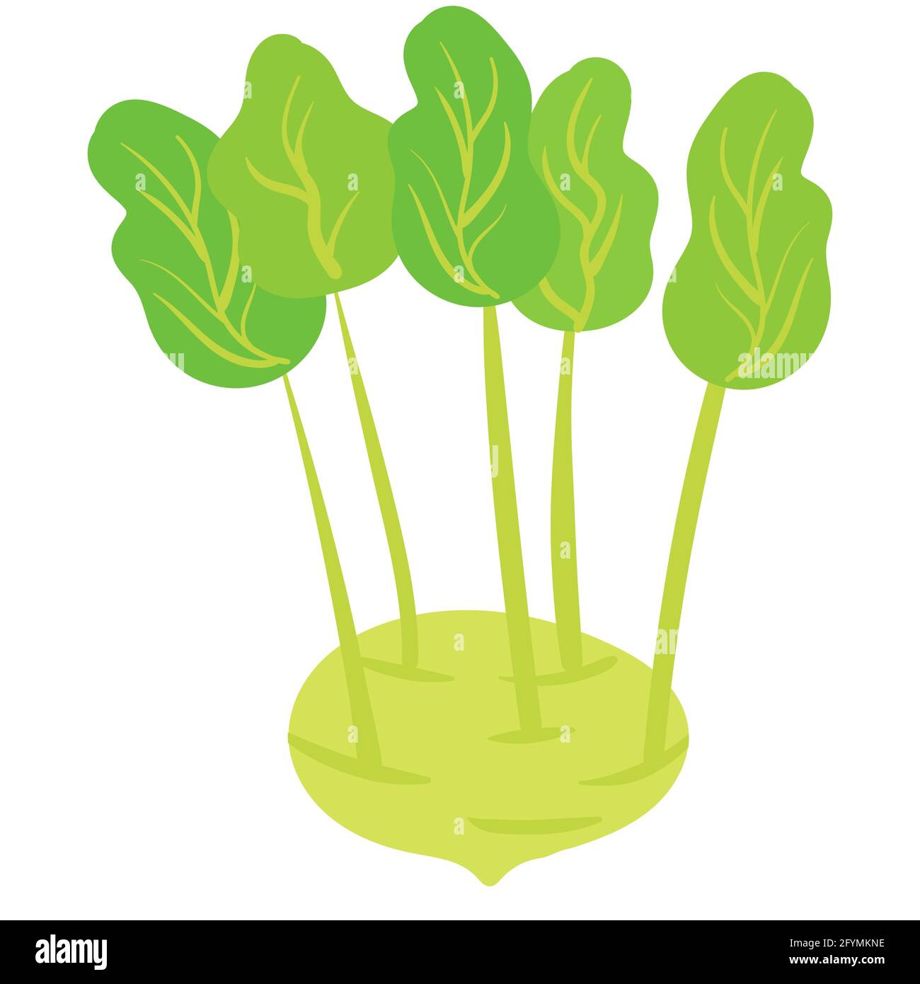 Kohlrabi Vegetable Natural Healthy Organic Nutrition Product Vector