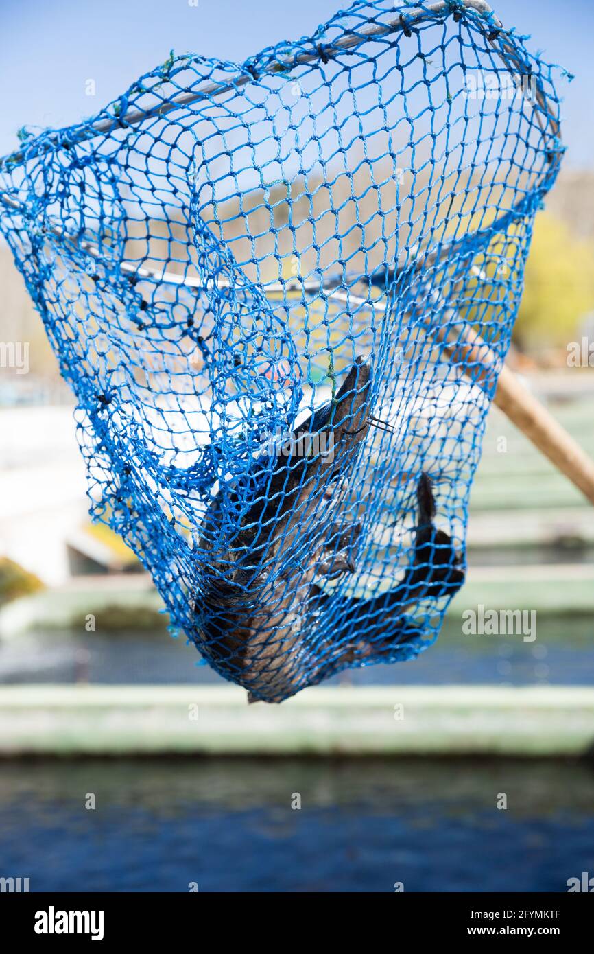 Blue landing net with sturgeon freshly caught on fish farm Stock Photo ...