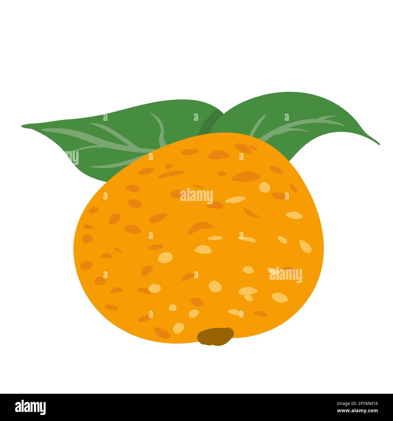 Orange Whole Natural Healthy Organic Nutrition Product Citrus Vector