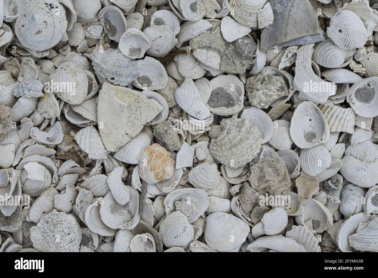 Pile of white and gray seashells on the beach - background of a heap of ...