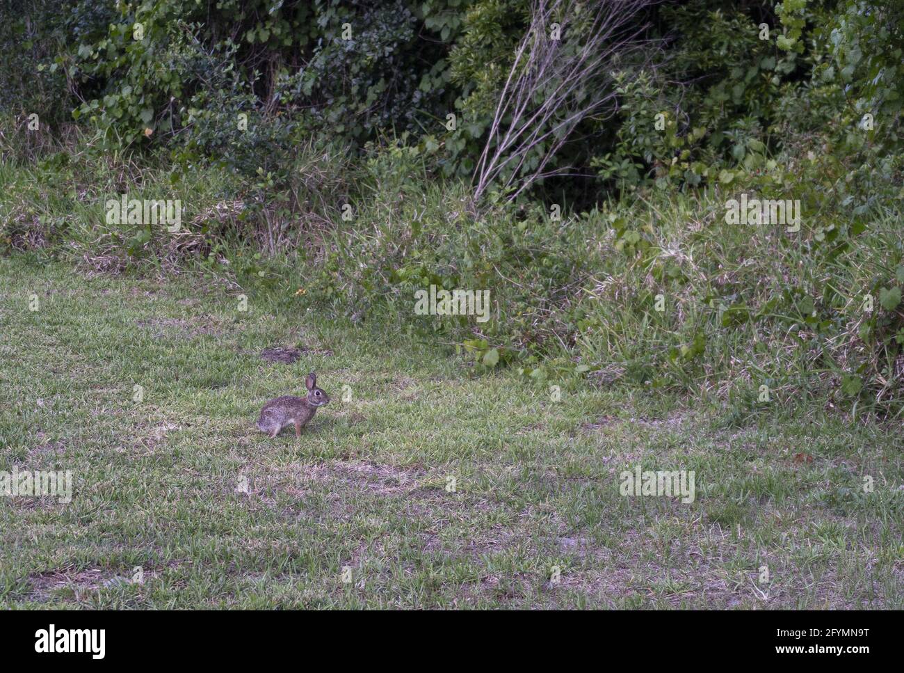Small little rabbit entering a thick dark forest with bushes in front ...