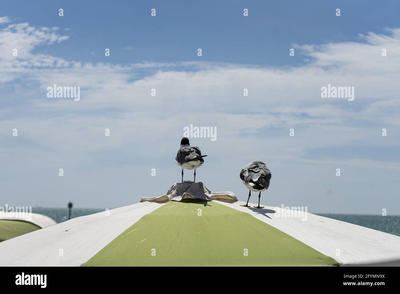 Pair of seagulls standing on a white and green striped tent at the ...