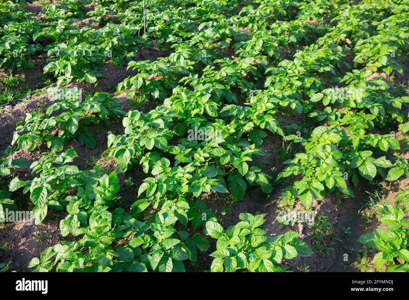 Bed growing potatoes on sunny hi-res stock photography and images - Alamy