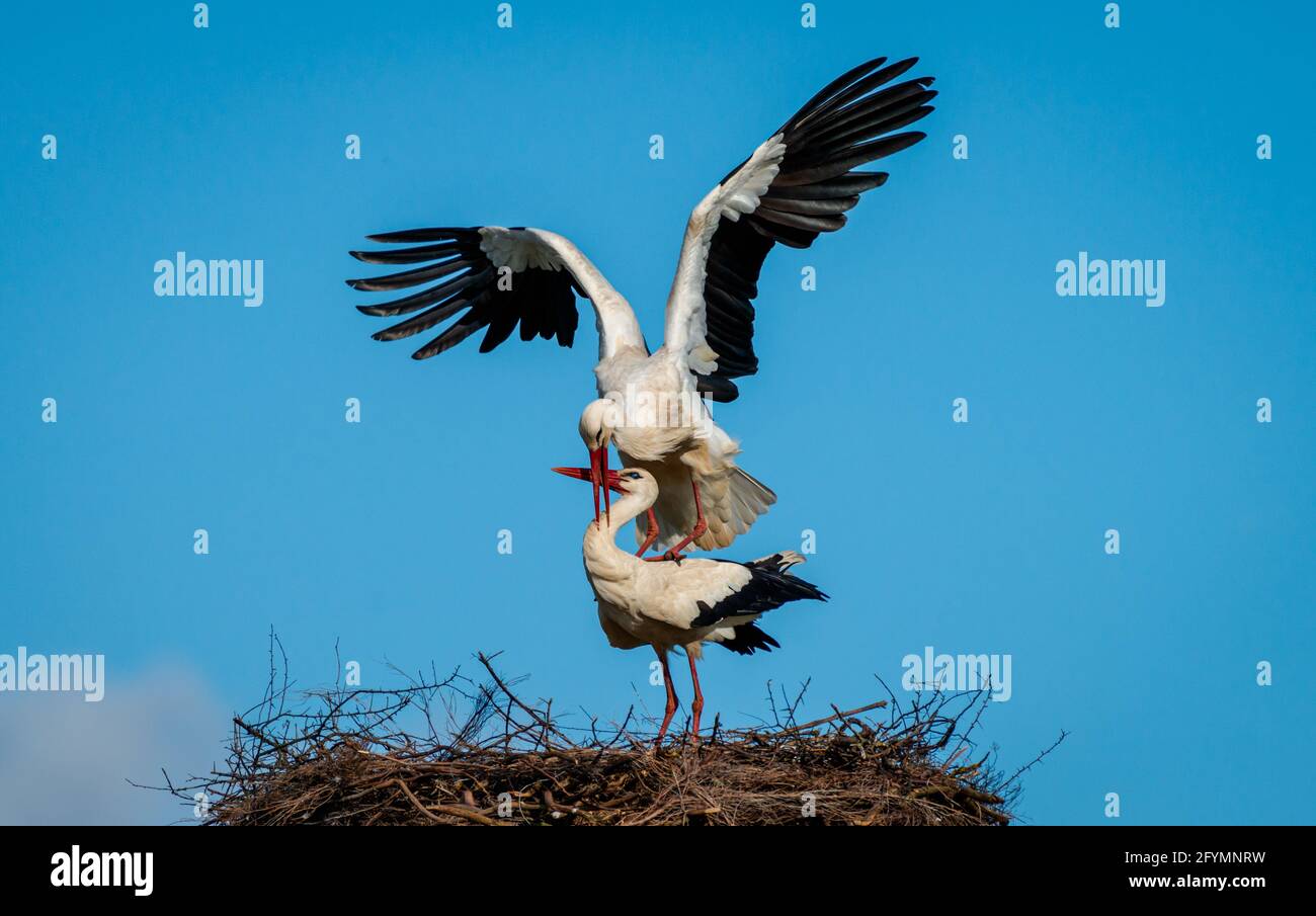 Couple mating hi-res stock photography and images - Alamy