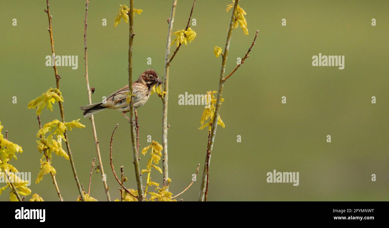 Female Reed Bunting Stock Photo - Alamy