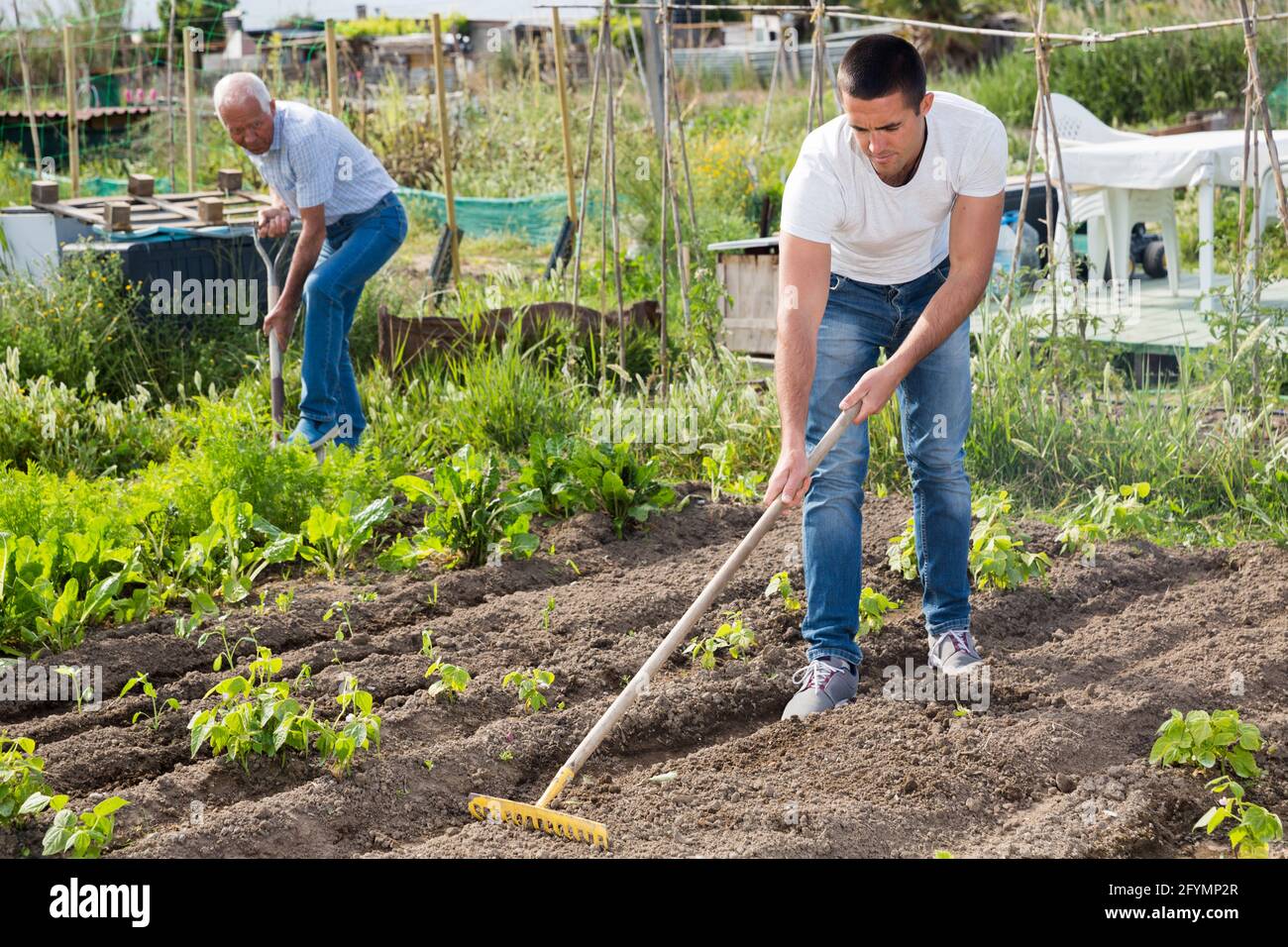 Elderly father and adult son work in the garden Stock Photo - Alamy