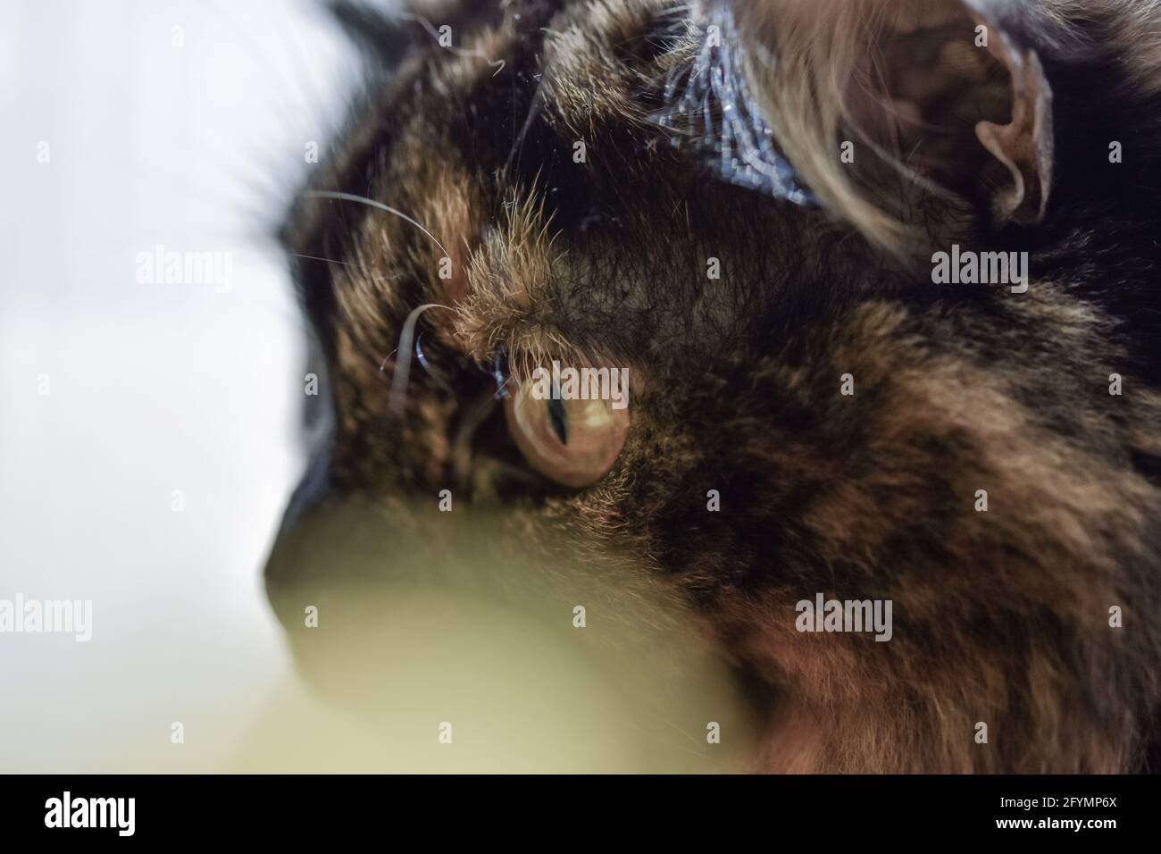 Side view of a tortoiseshell cat against a blurred background Stock ...