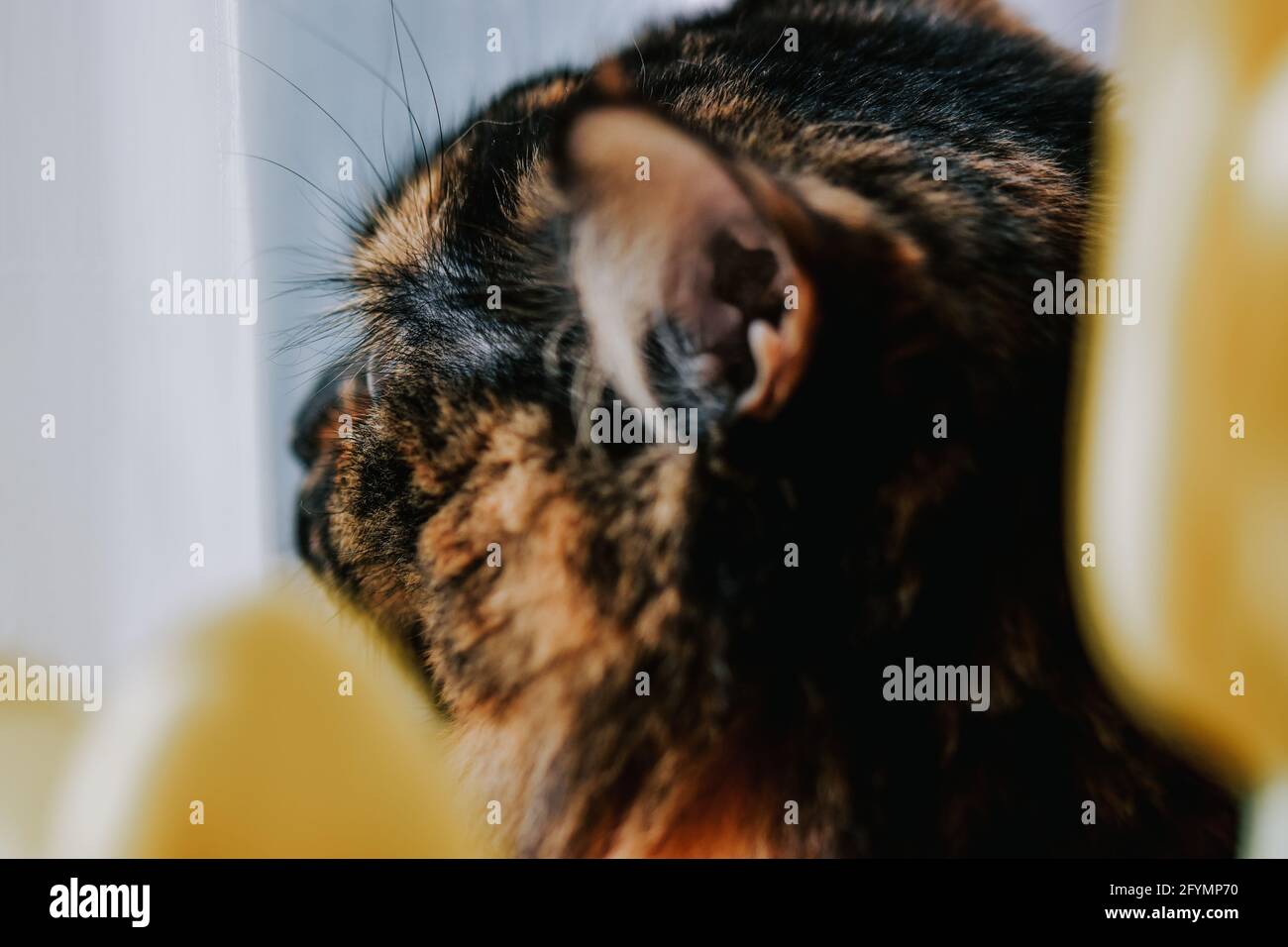 Side view of a tortoiseshell cat against a blurred background Stock ...