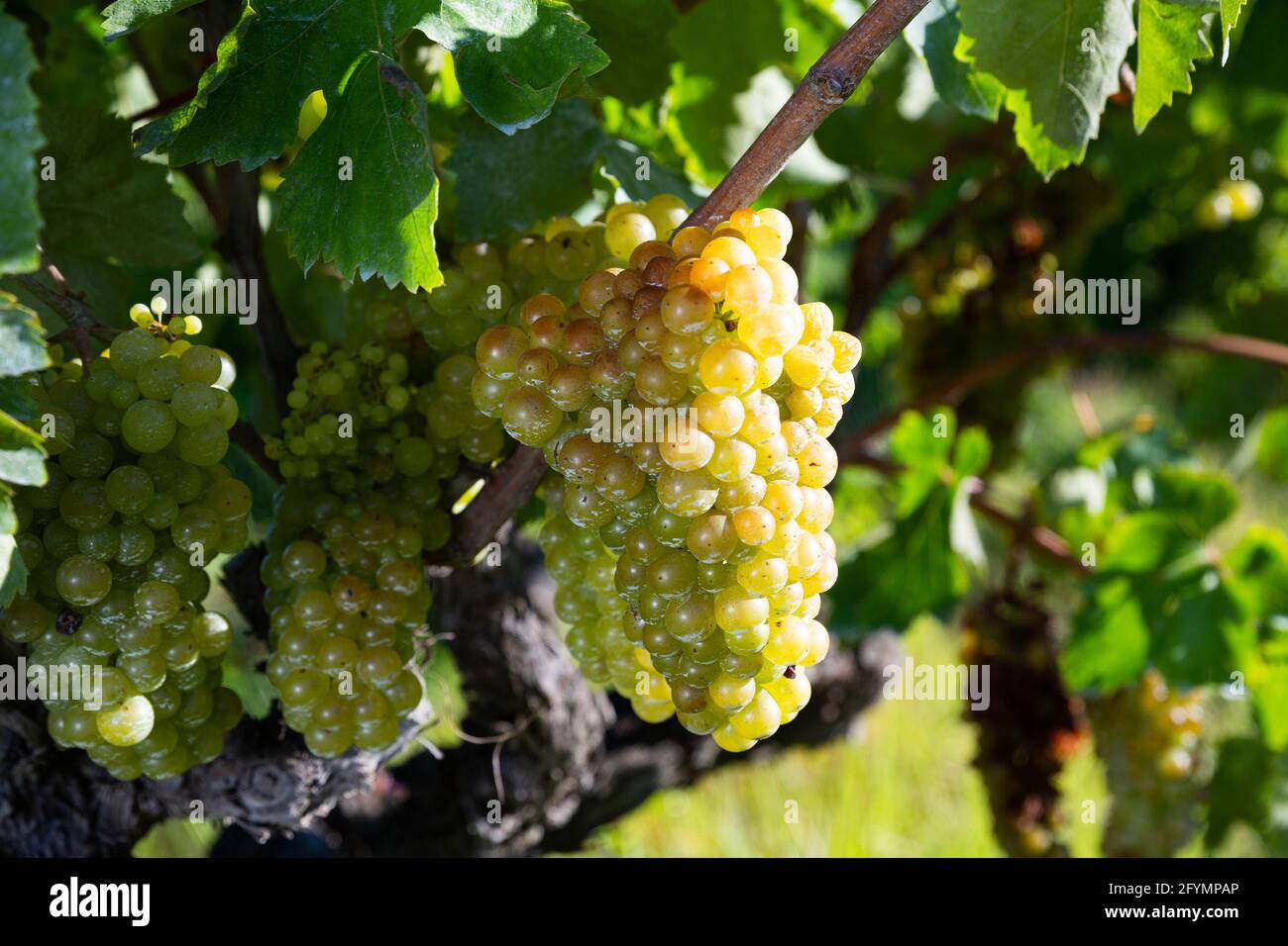 Image of fresh grape bunches in sunny day waiting for harvesting Stock ...