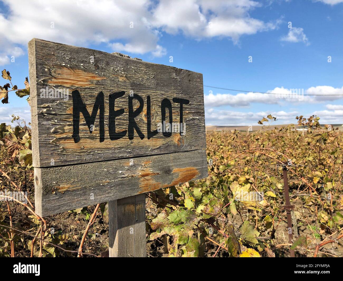 Merlot vineyard hi-res stock photography and images - Alamy