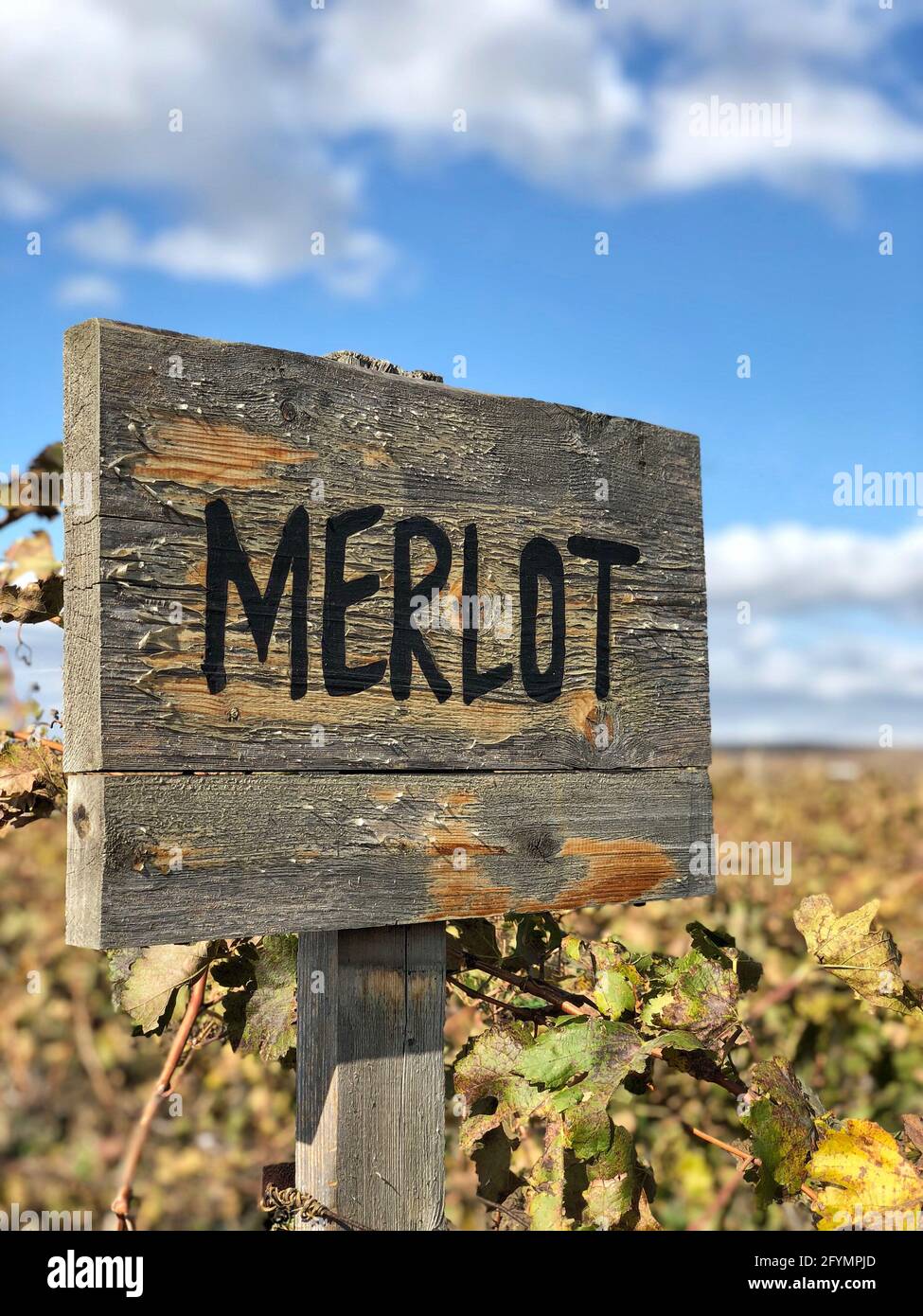 Merlot vineyard hi-res stock photography and images - Alamy