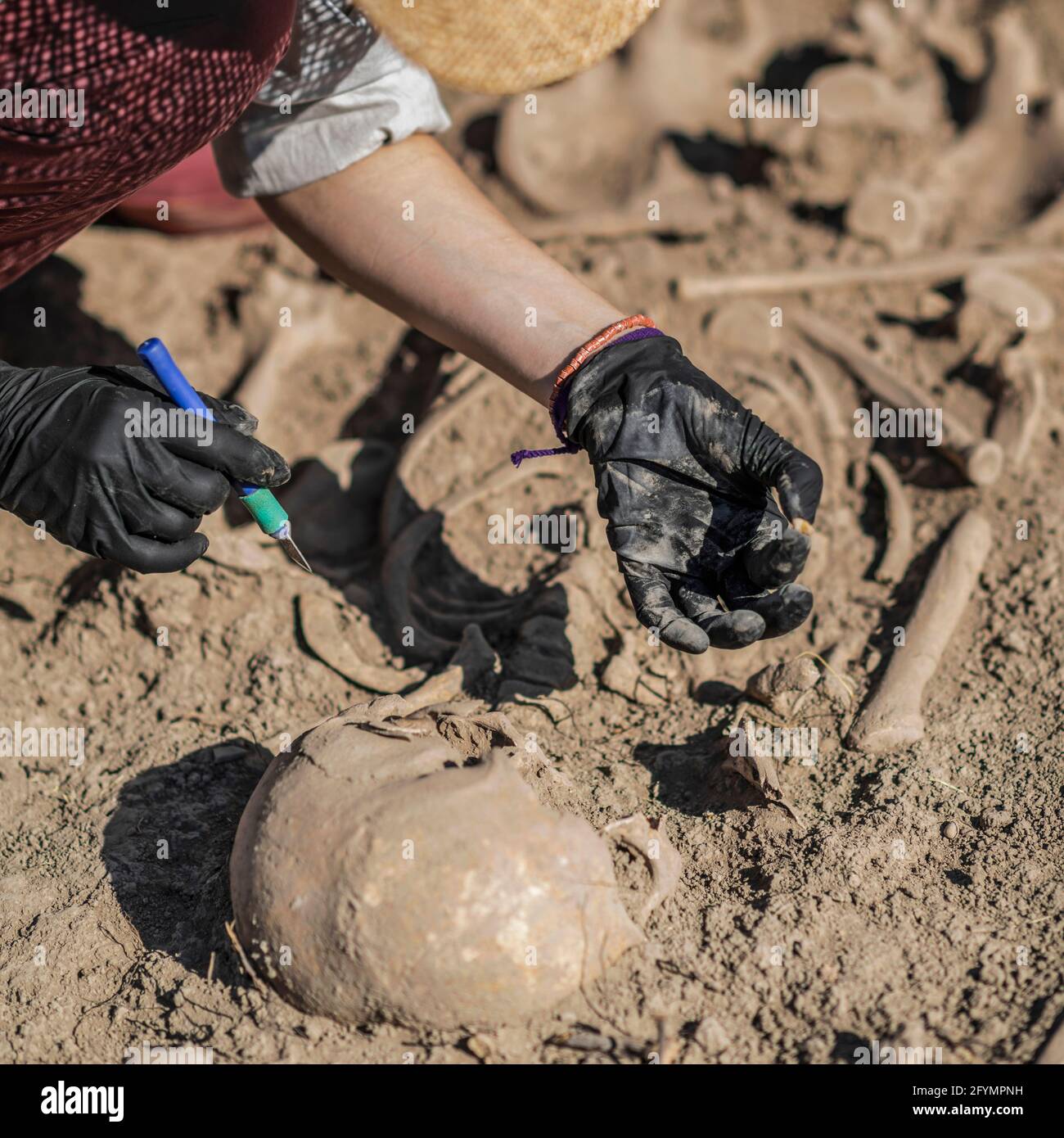 Archaeologist excavating skeleton Stock Photo - Alamy