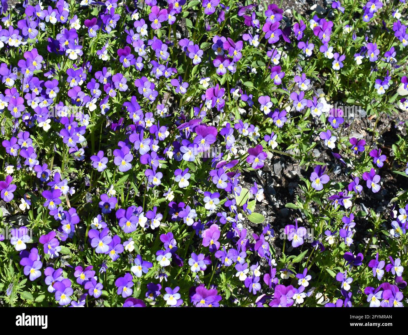 Violet tricolor flower hi-res stock photography and images - Alamy