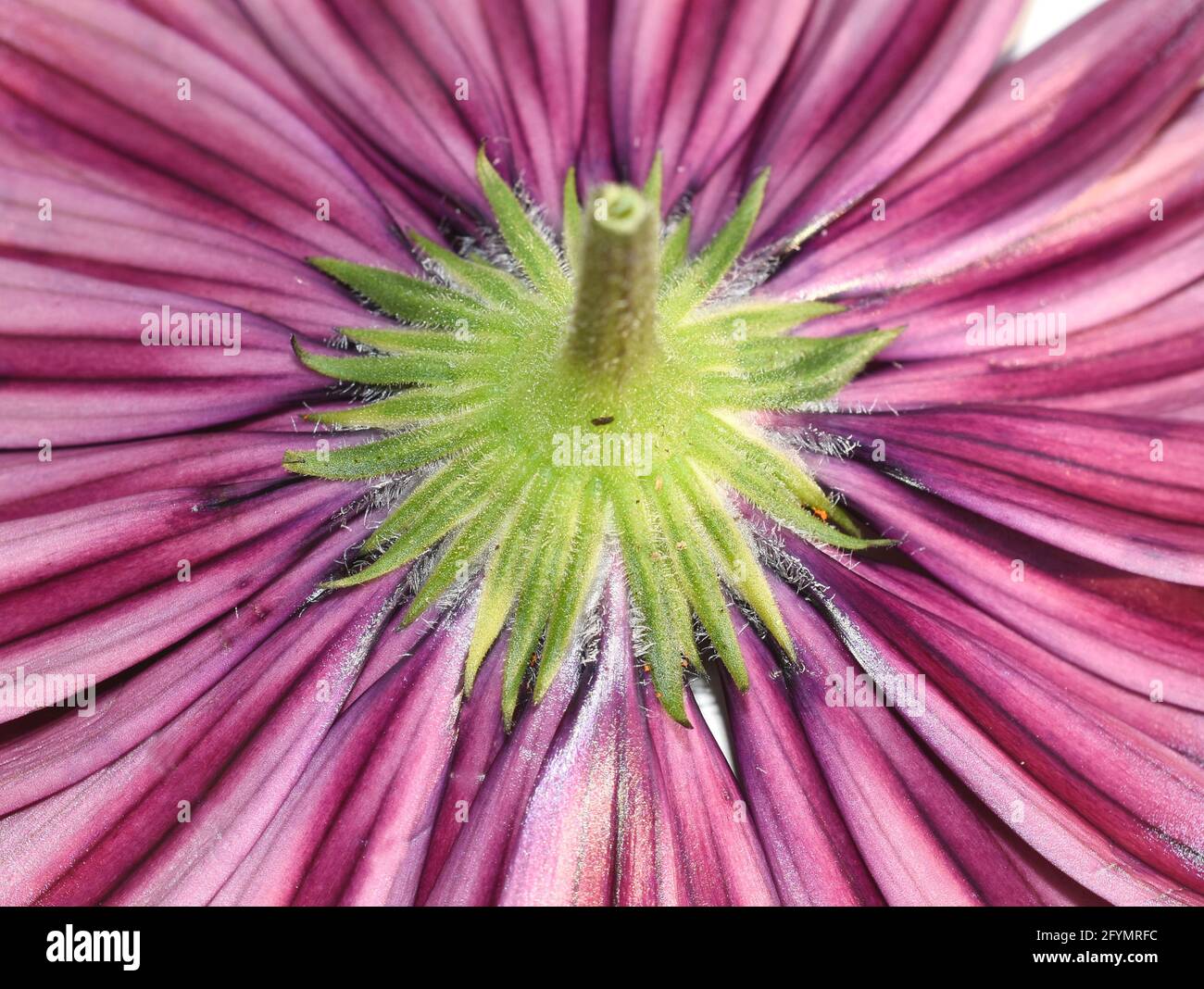 Pseudanthium underside composite daisy flower detail Stock Photo - Alamy