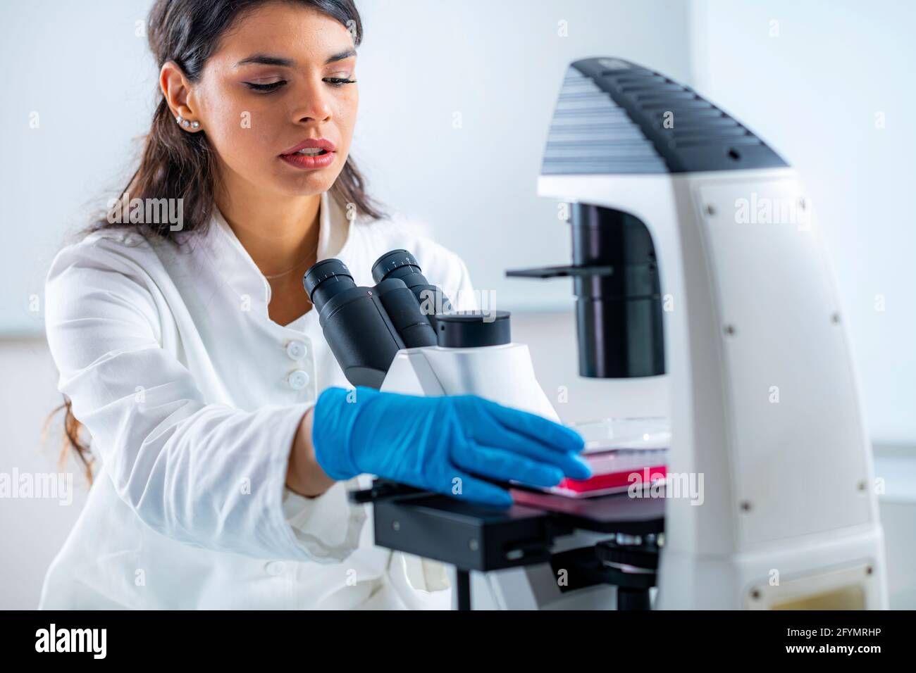 Researcher studying cell culture Stock Photo - Alamy