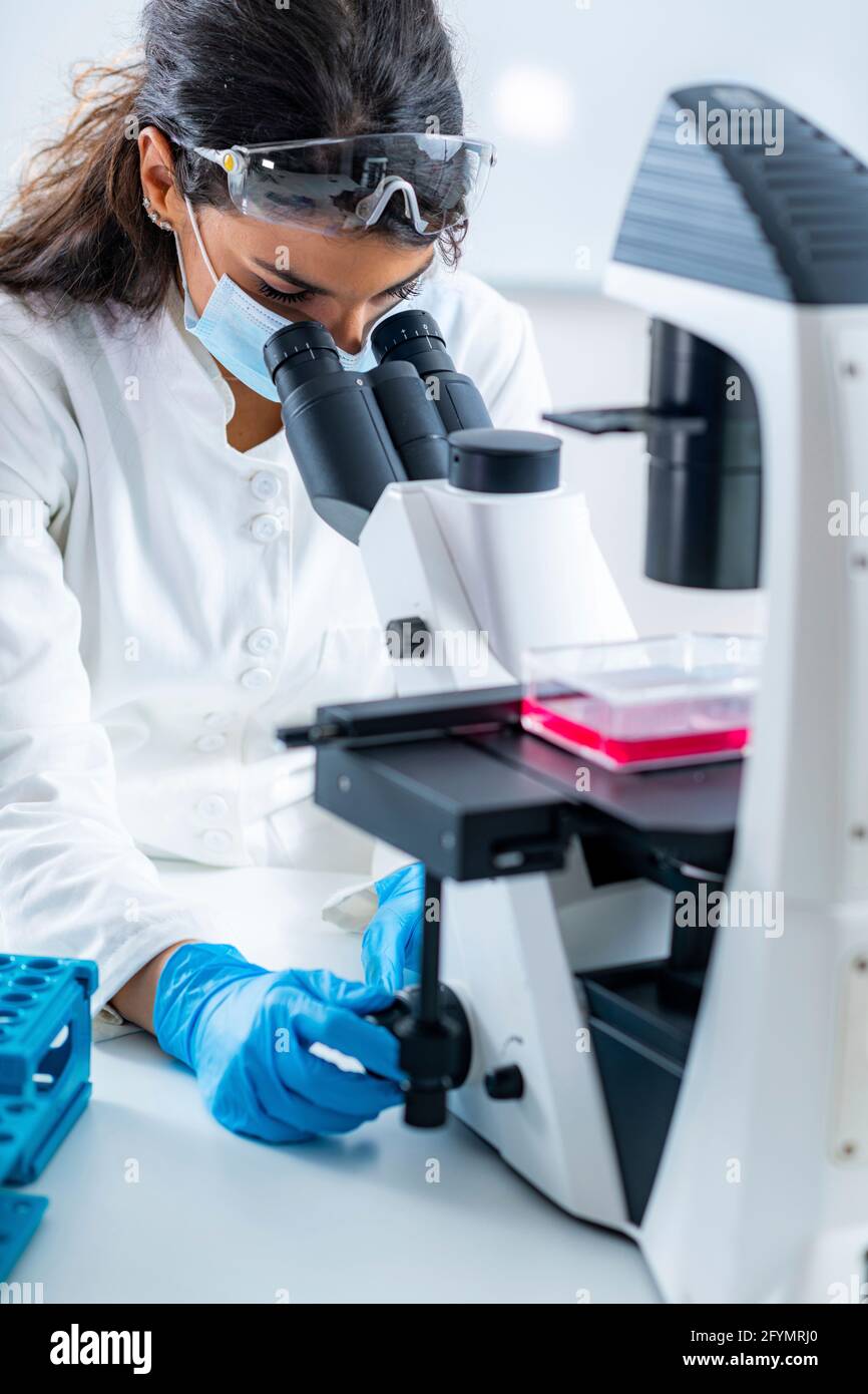 Researcher studying cell culture Stock Photo - Alamy