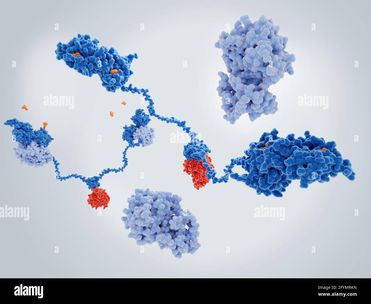 Activated cAMP-dependent protein kinase molecule Stock Photo - Alamy