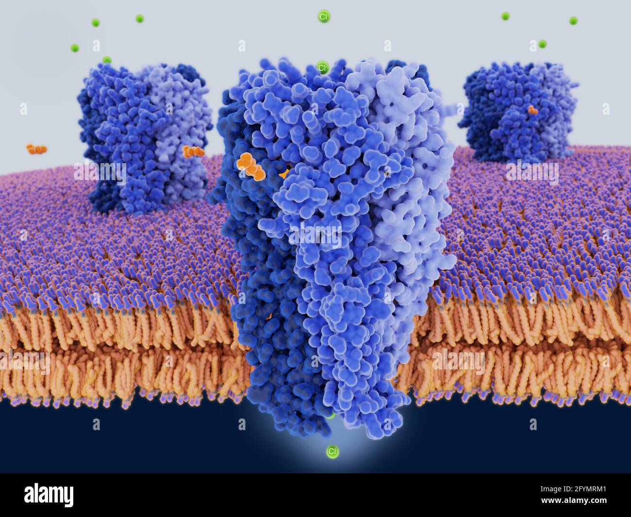 Gamma aminobutyrate hi-res stock photography and images - Alamy