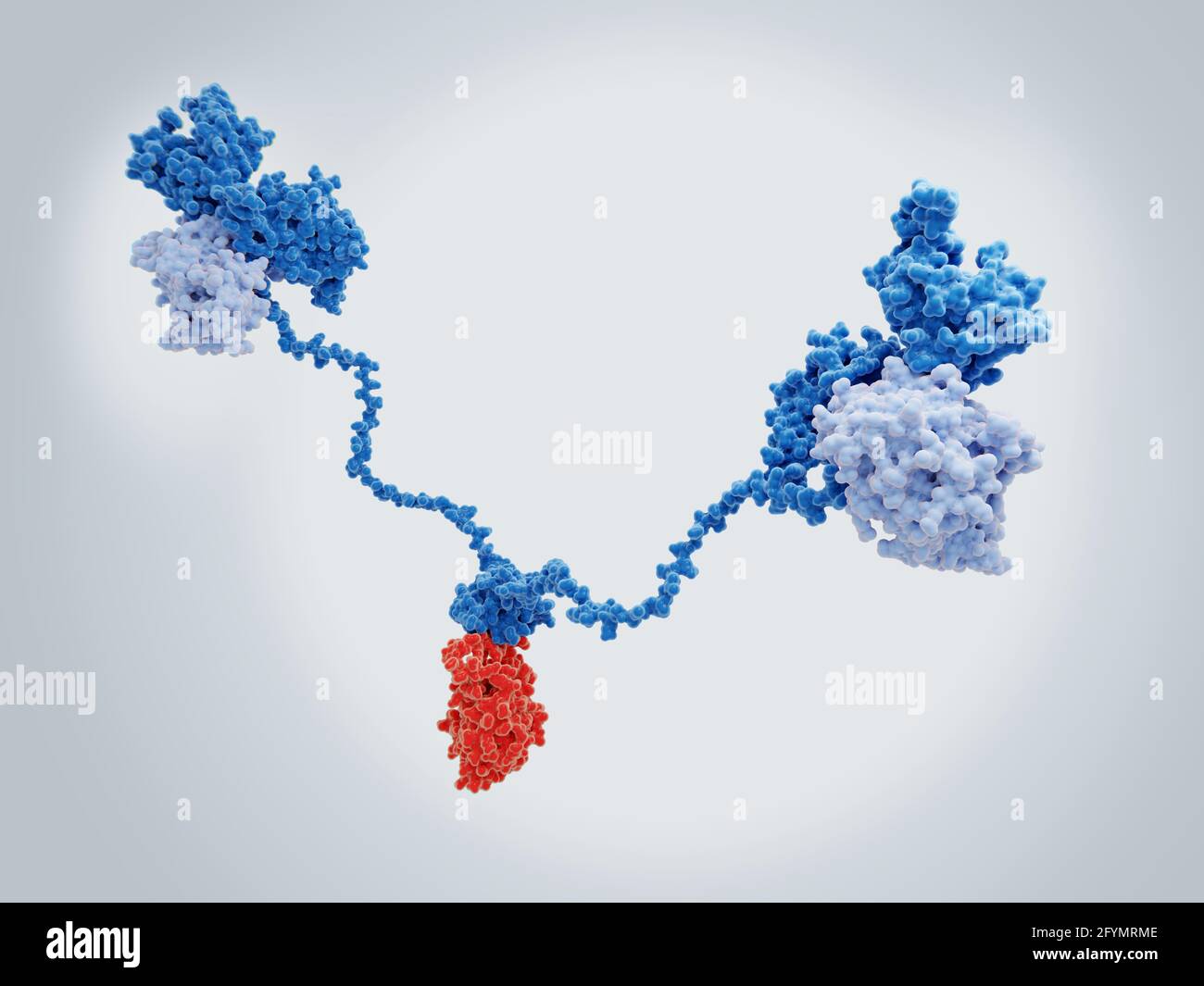 cAMP-dependent protein kinase molecule, illustration Stock Photo - Alamy