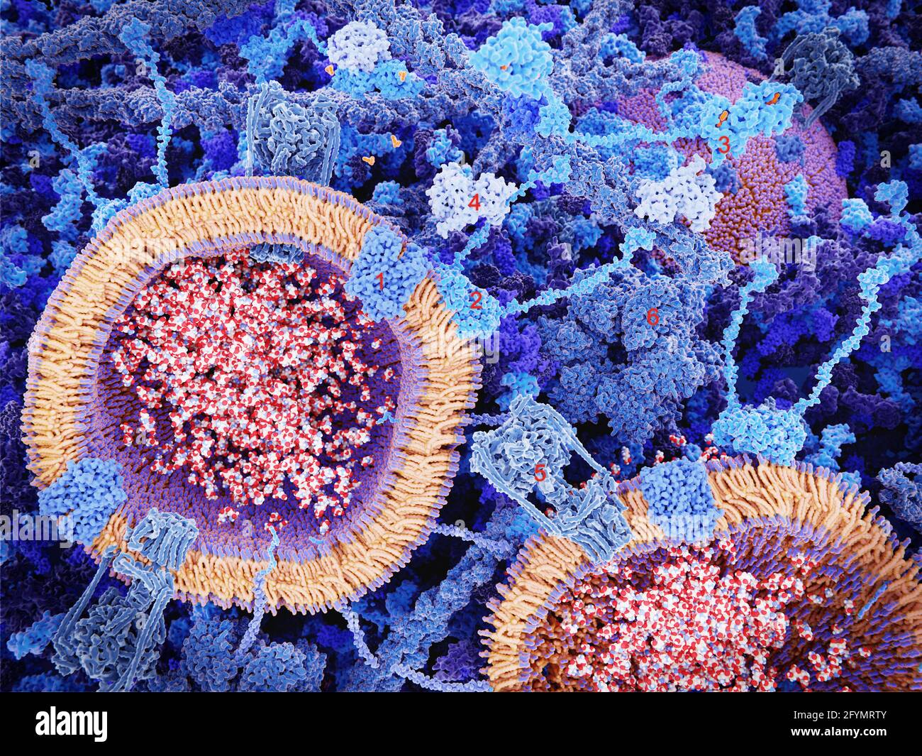 Synaptic vesicles nerve cell hi-res stock photography and images - Alamy