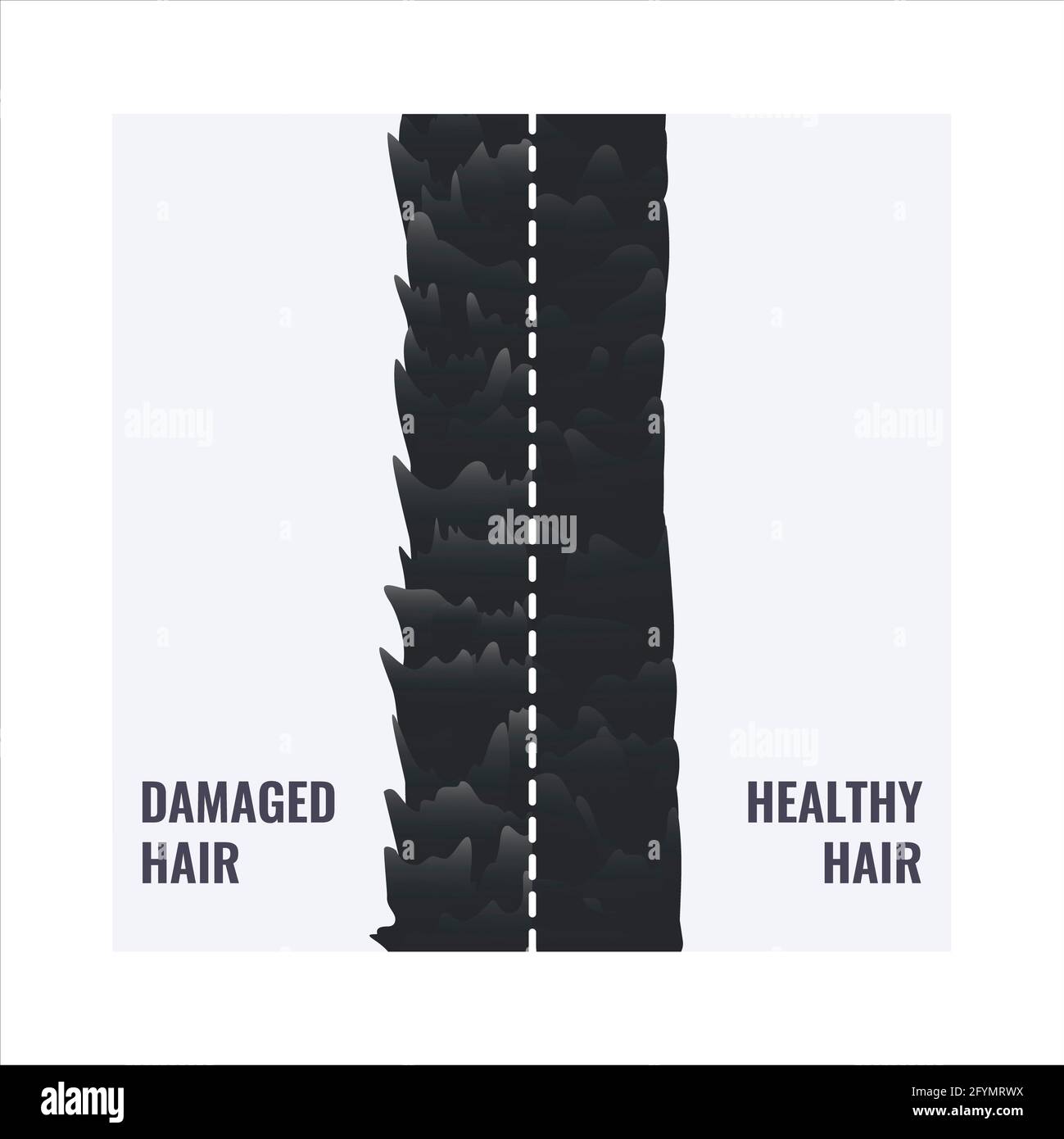 Damaged versus healthy hair, conceptual illustration Stock Photo - Alamy