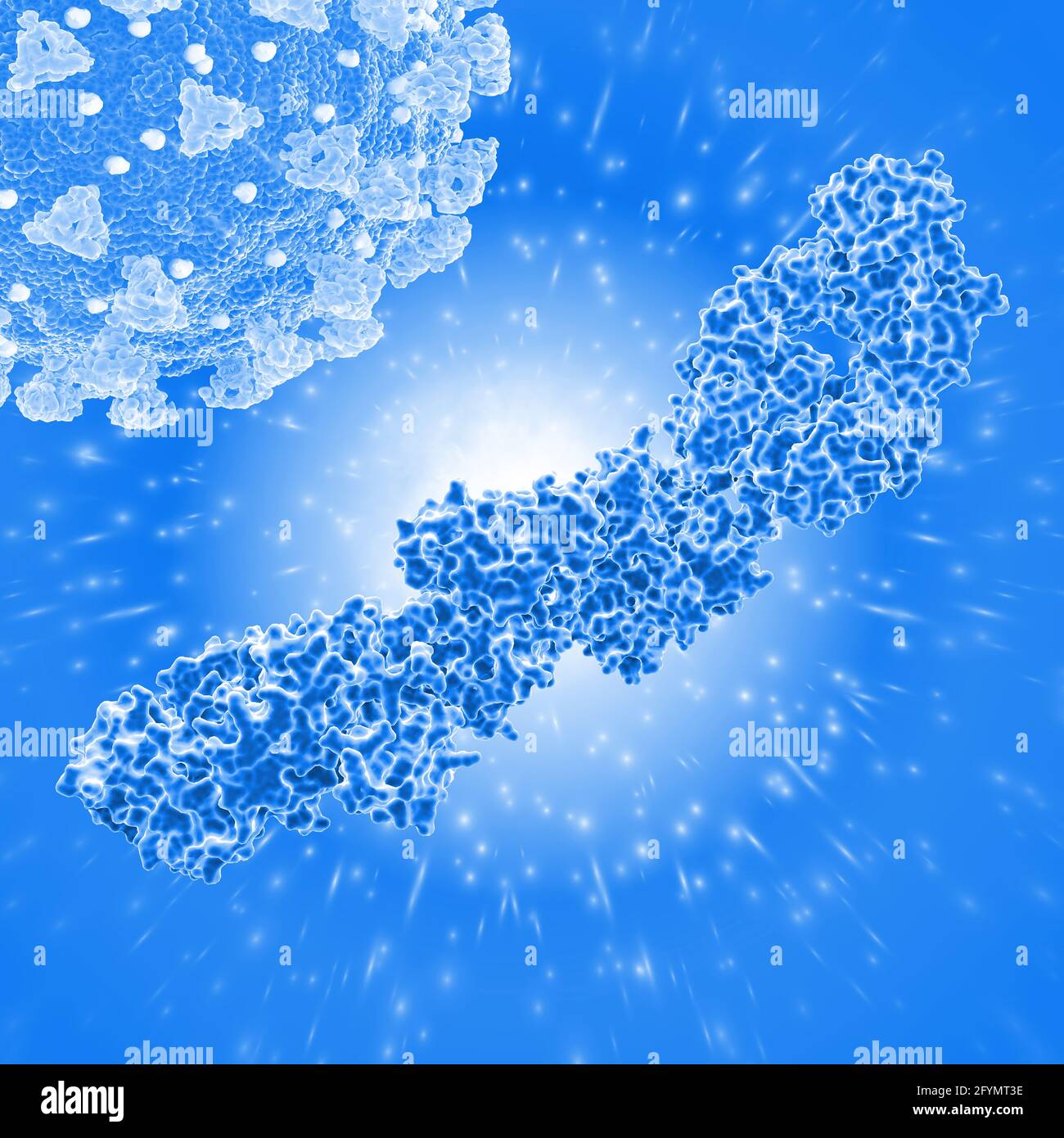 Cross-reactive HIV antibody fragment, illustration Stock Photo - Alamy