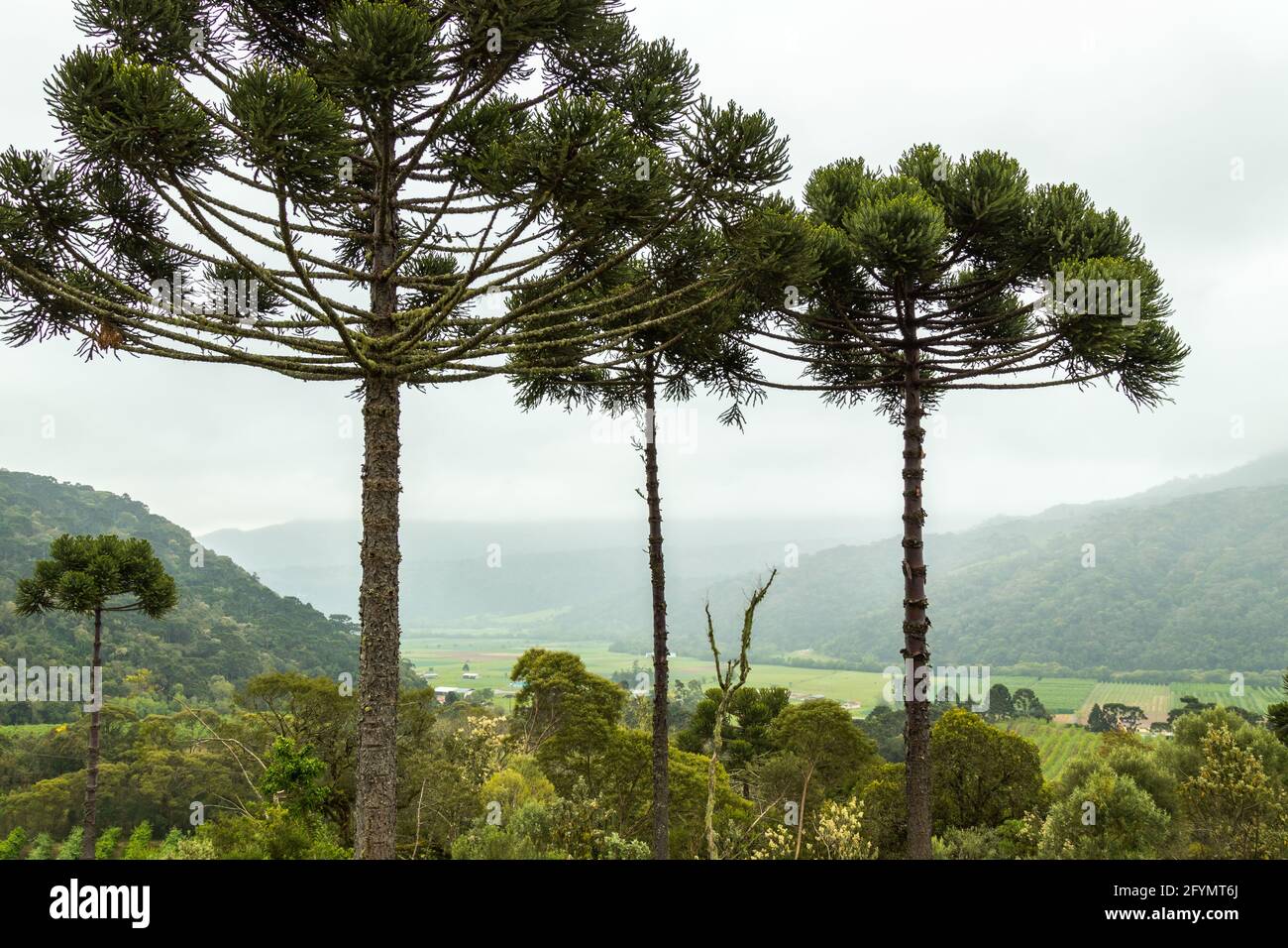Beautiful scenery of a rural area landscape in Brazil Stock Photo - Alamy
