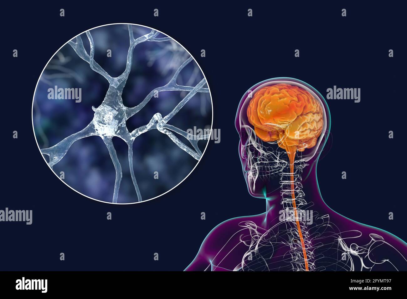 Human brain and neurons, illustration Stock Photo - Alamy