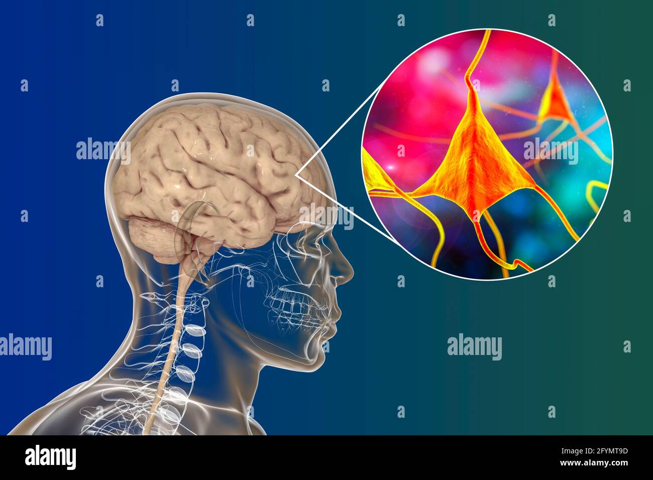 Neurons In The Brain Diagram