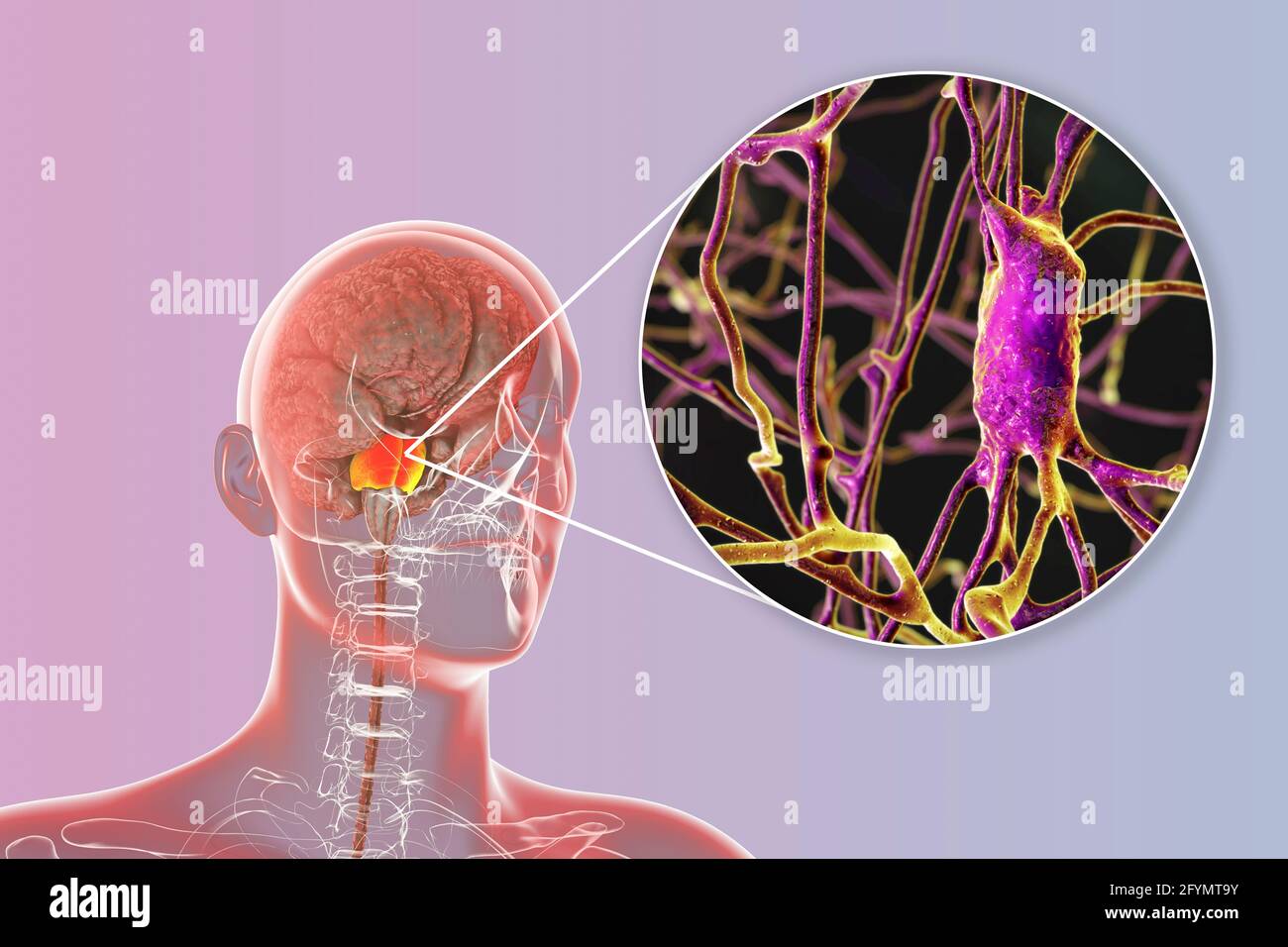 Human brain with highlighted pons and neurons, illustration Stock Photo ...