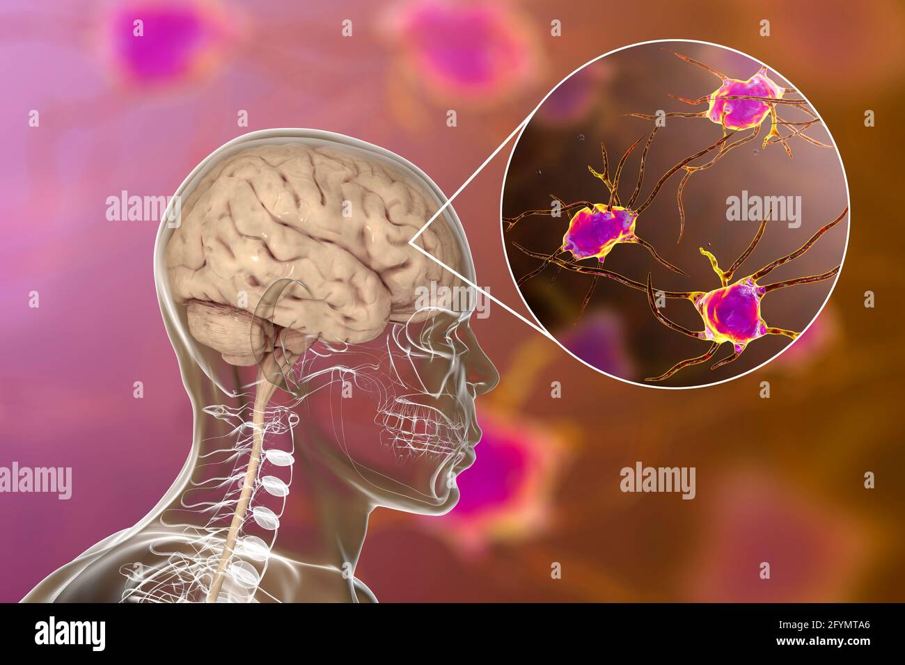 Human brain and neurons, illustration Stock Photo - Alamy