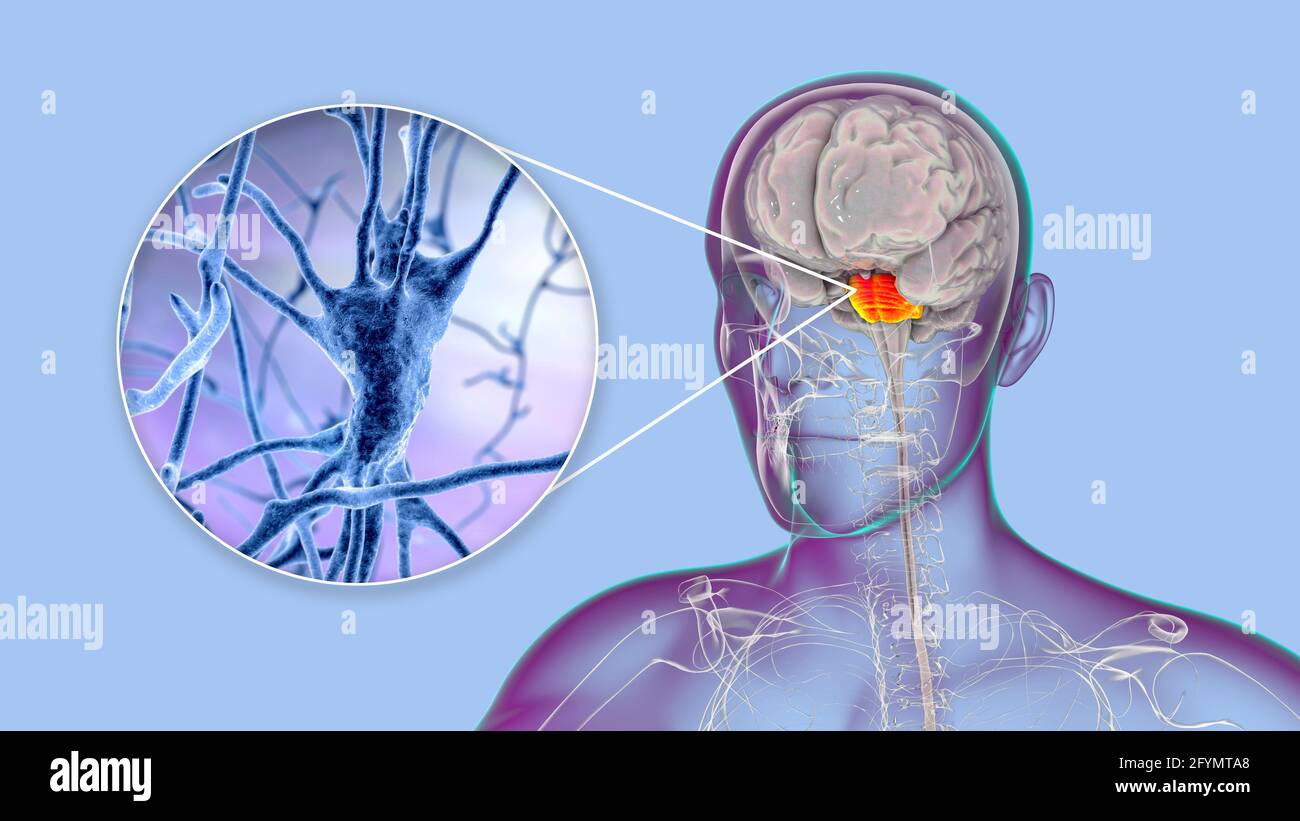 Human brain with highlighted pons and neurons, illustration Stock Photo ...