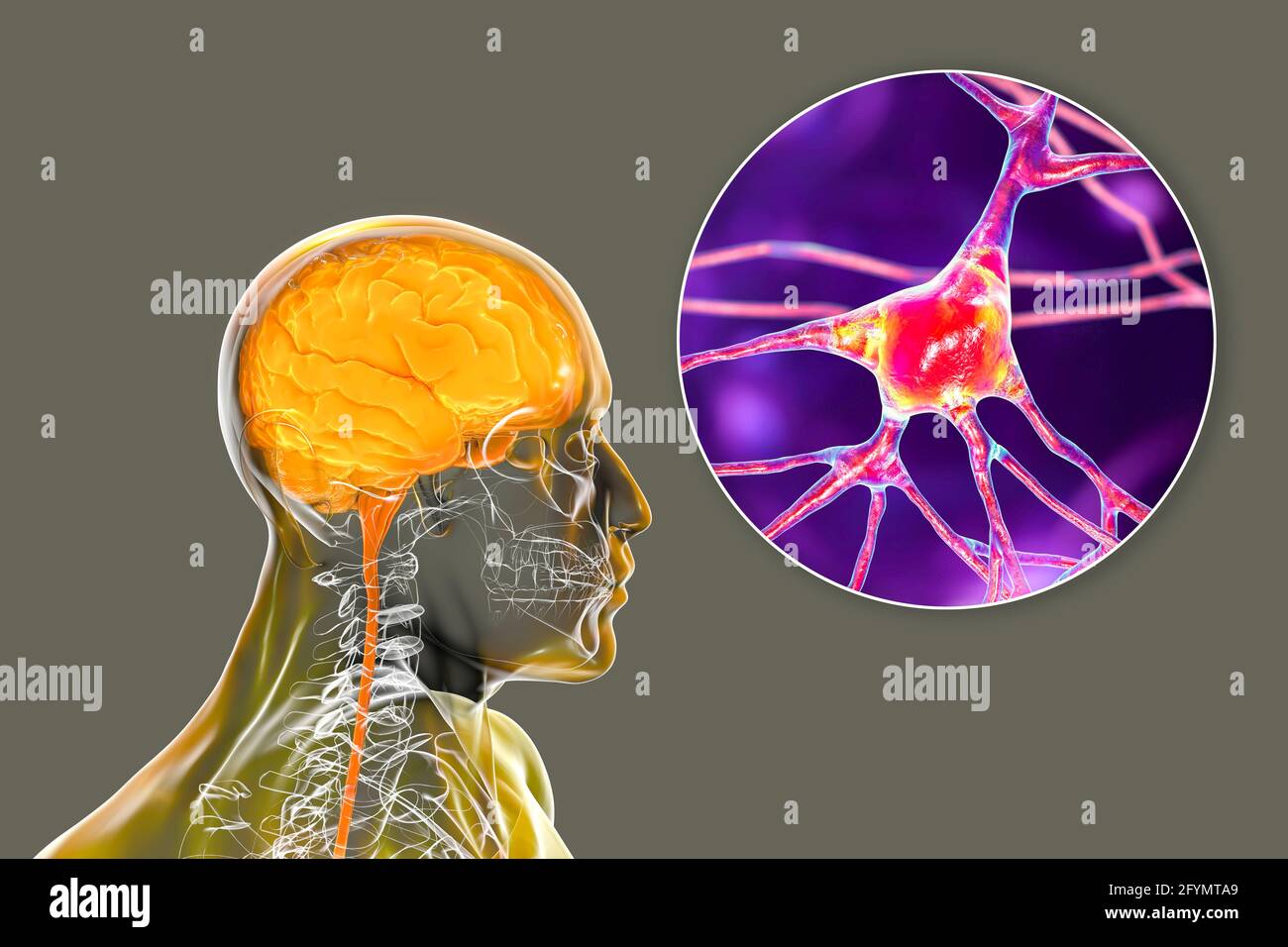 Human brain and neurons, illustration Stock Photo - Alamy