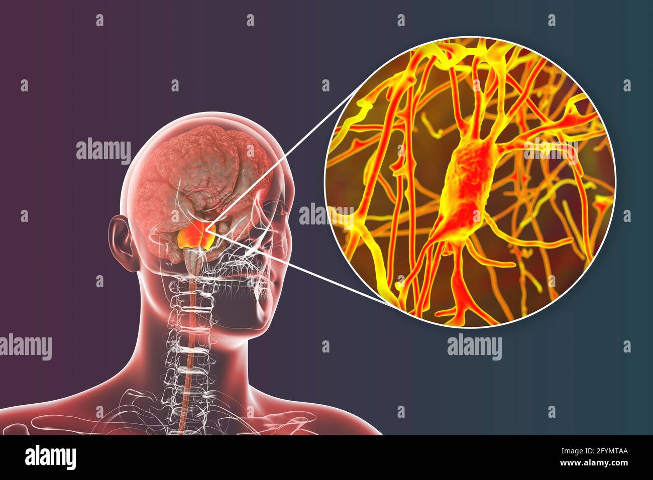 Human brain with highlighted pons and neurons, illustration Stock Photo ...