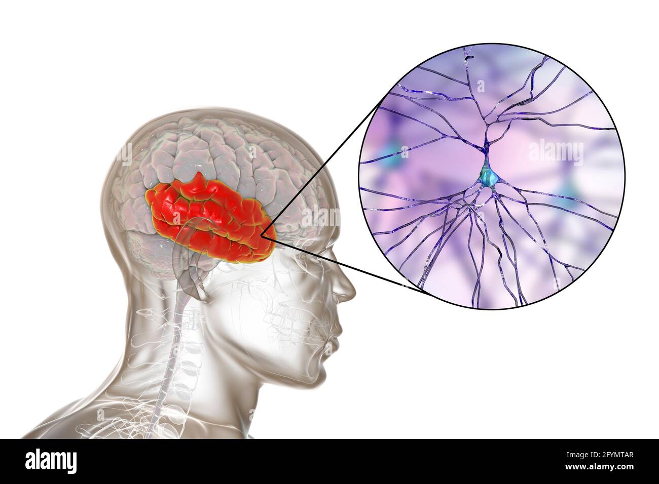 Human temporal lobe and neurons, illustration Stock Photo - Alamy