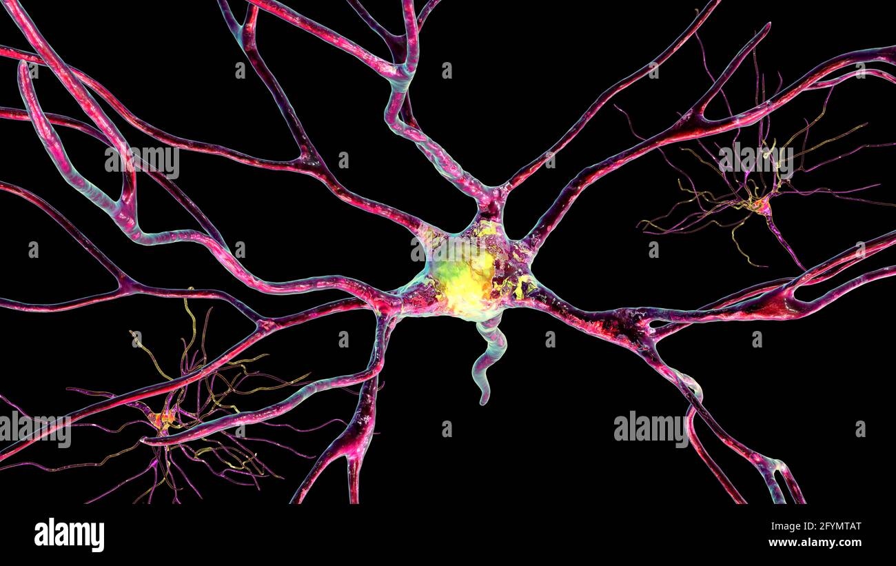 Brain Nerve Cells