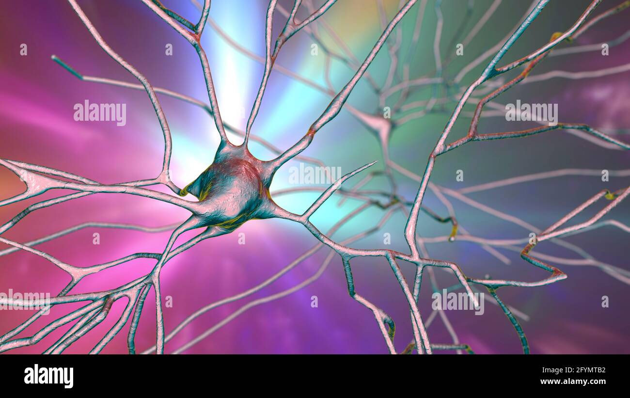 Human brain nerve cells, illustration Stock Photo - Alamy