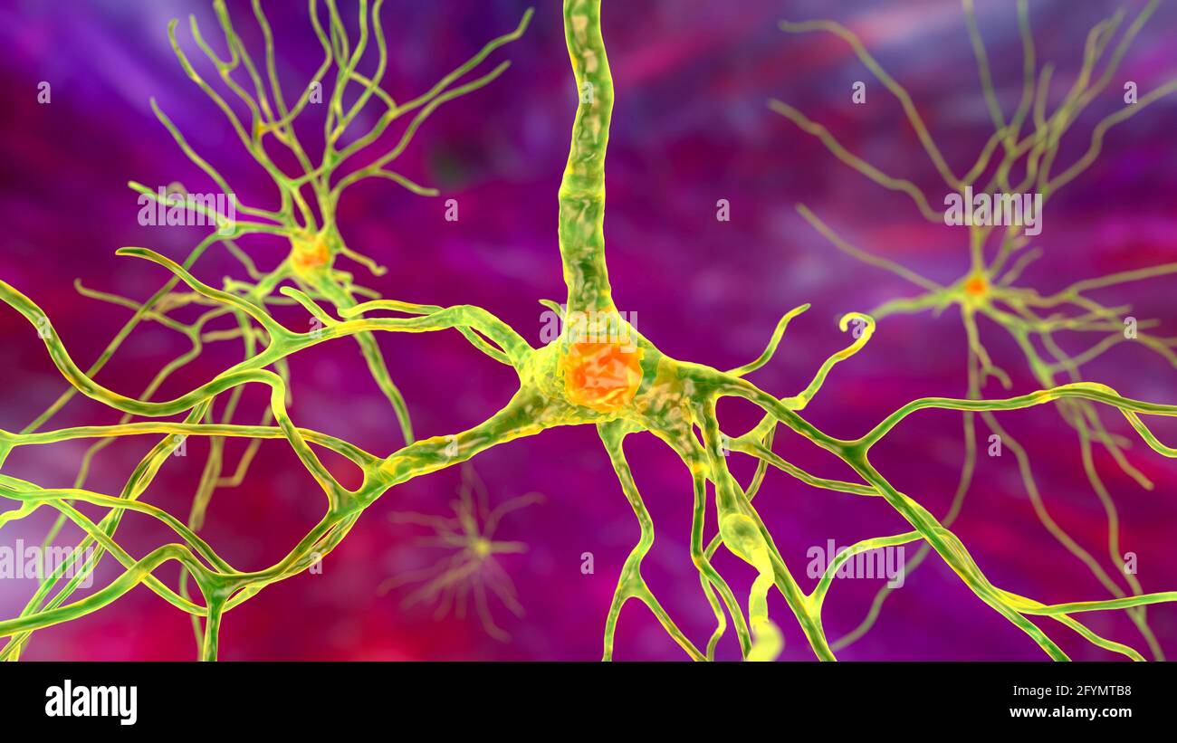 Human brain nerve cells, illustration Stock Photo - Alamy