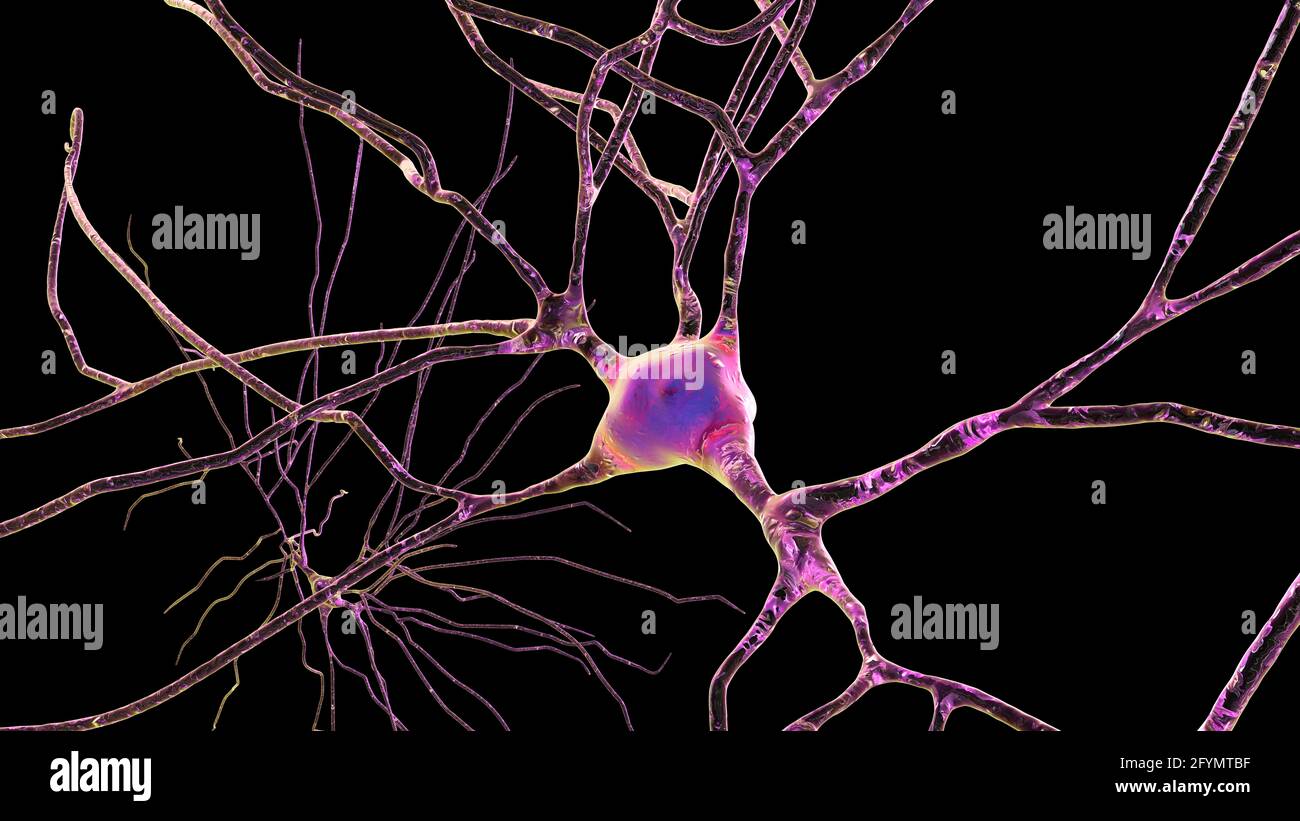 Human brain nerve cells, illustration Stock Photo - Alamy
