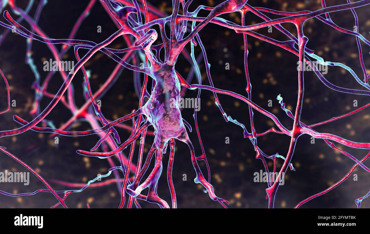 Human brain nerve cells, illustration Stock Photo - Alamy