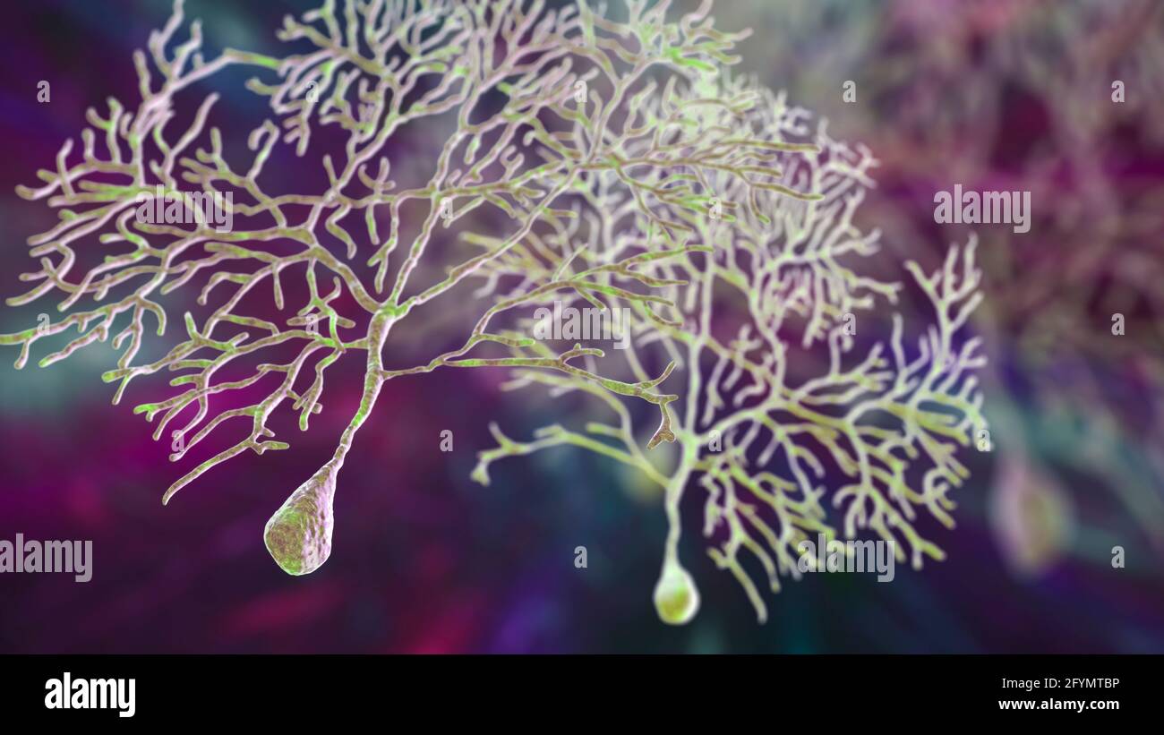 Purkinje nerve cells, illustration Stock Photo - Alamy