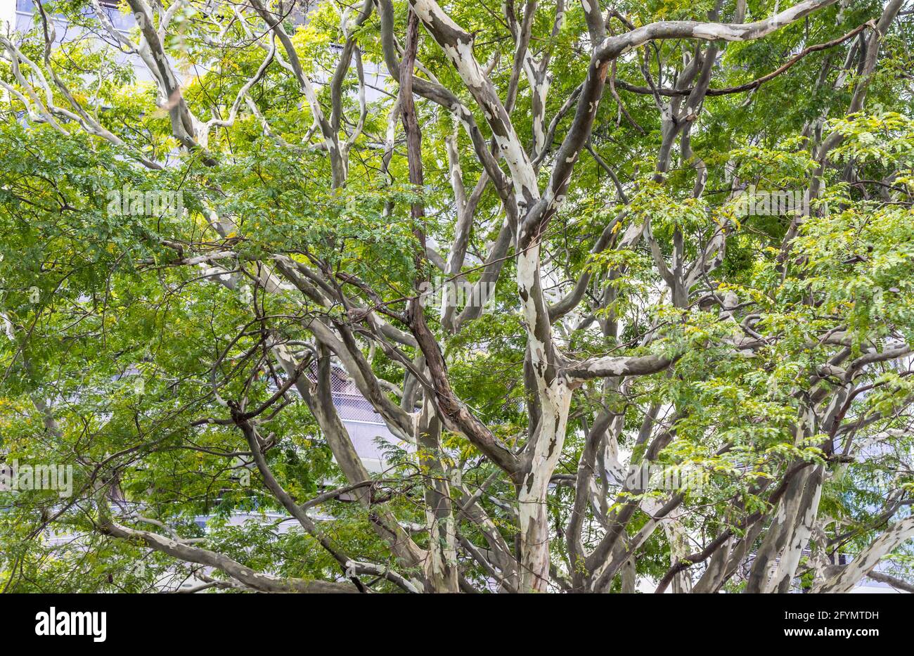 Top branches of a tree Stock Photo - Alamy