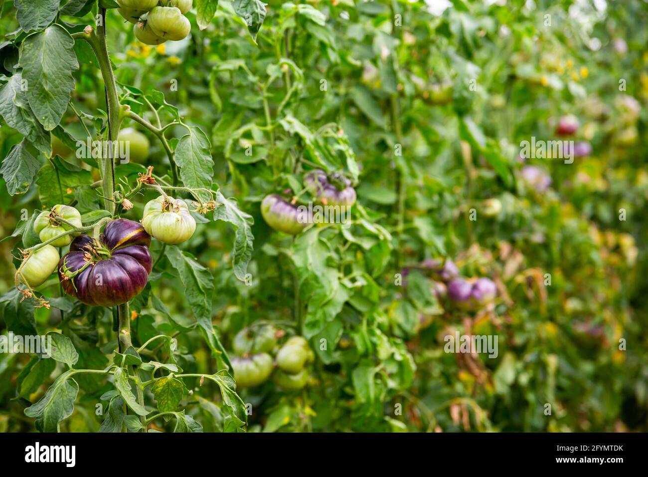 Plantation of blue bayou tomatoes ripening in commercial glasshouse ...