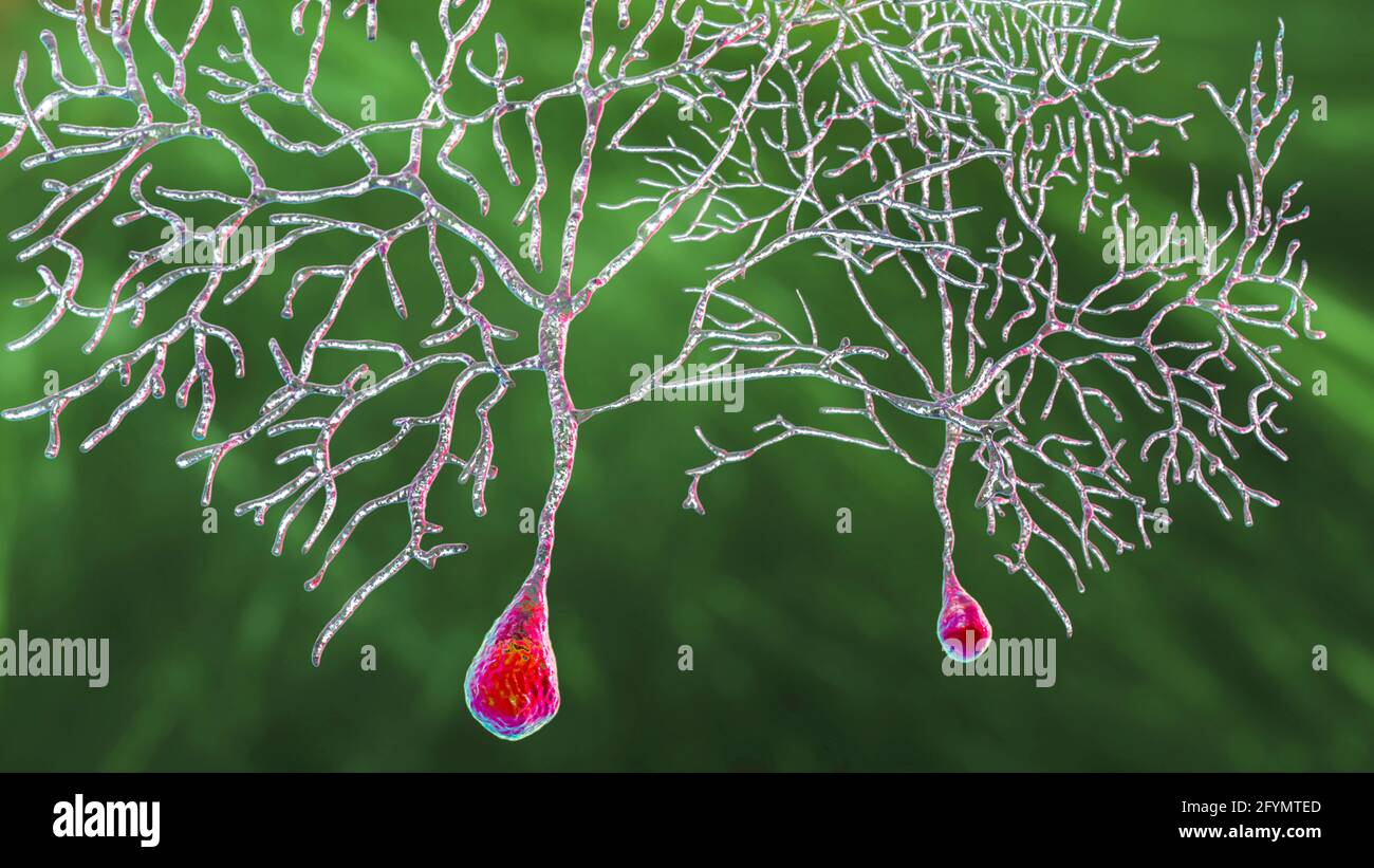 Purkinje nerve cells, illustration Stock Photo - Alamy