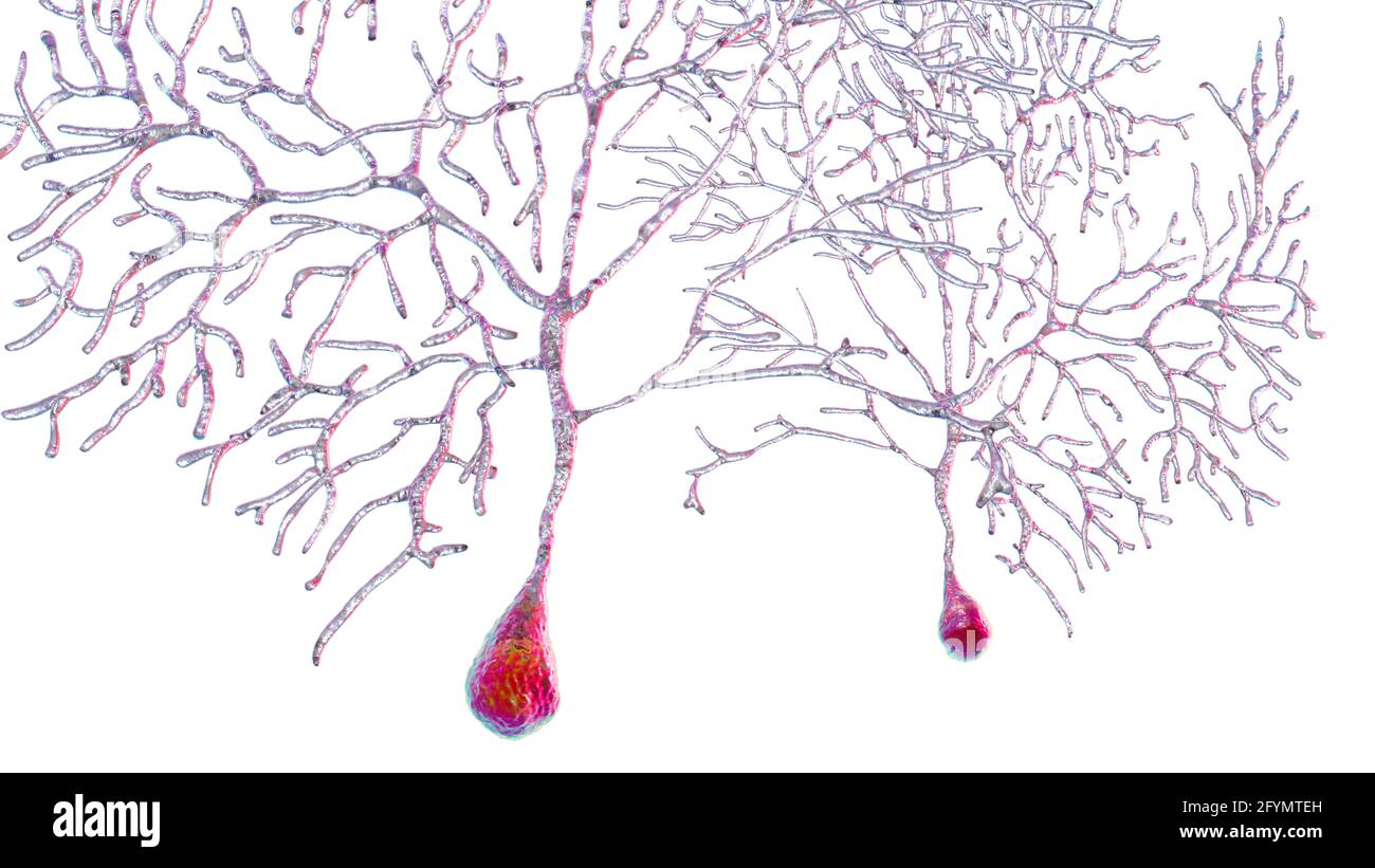 Purkinje nerve cells, illustration Stock Photo - Alamy